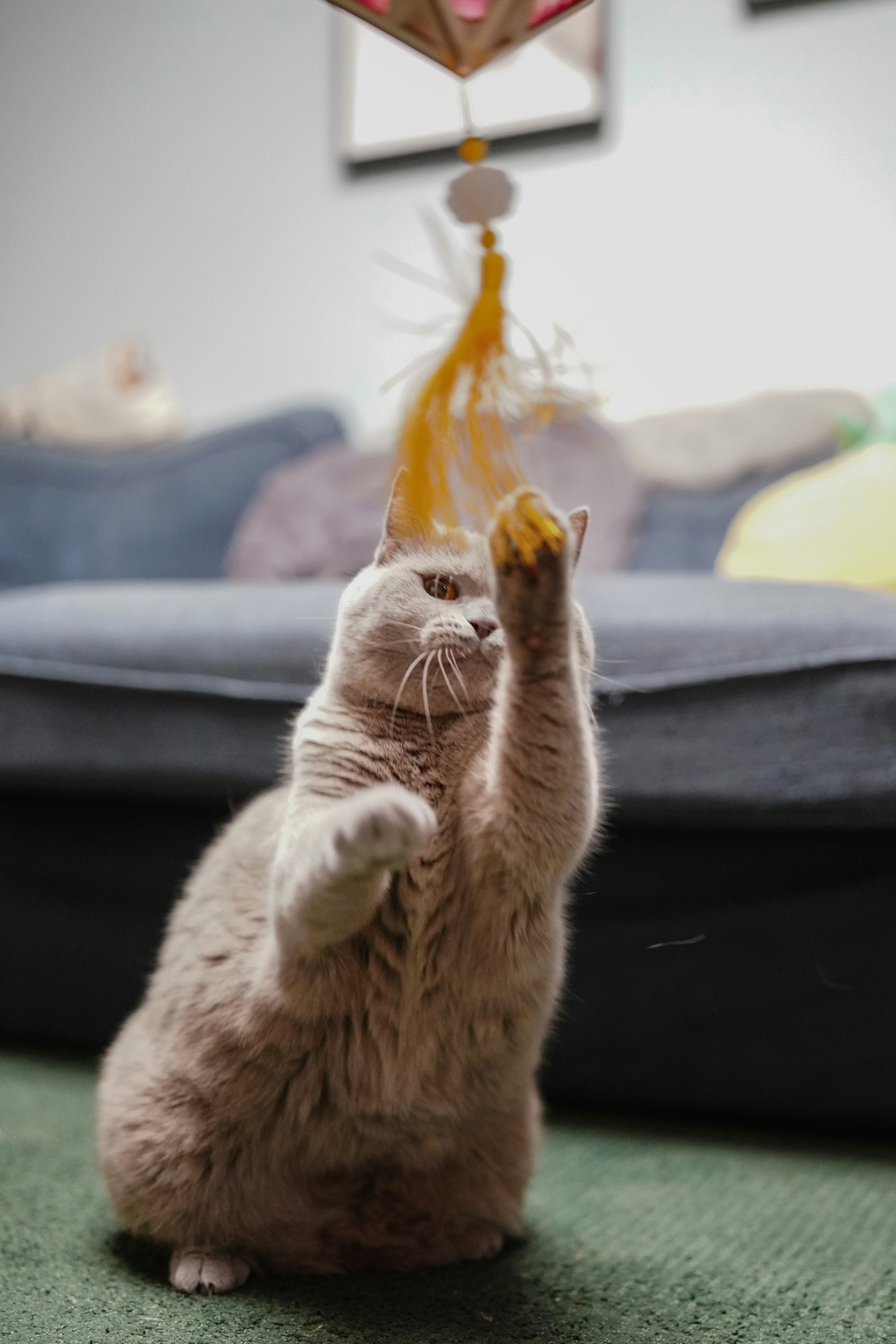 Playful Pounce: A Cat Chases a Feather Toy in Soft Indoor Light