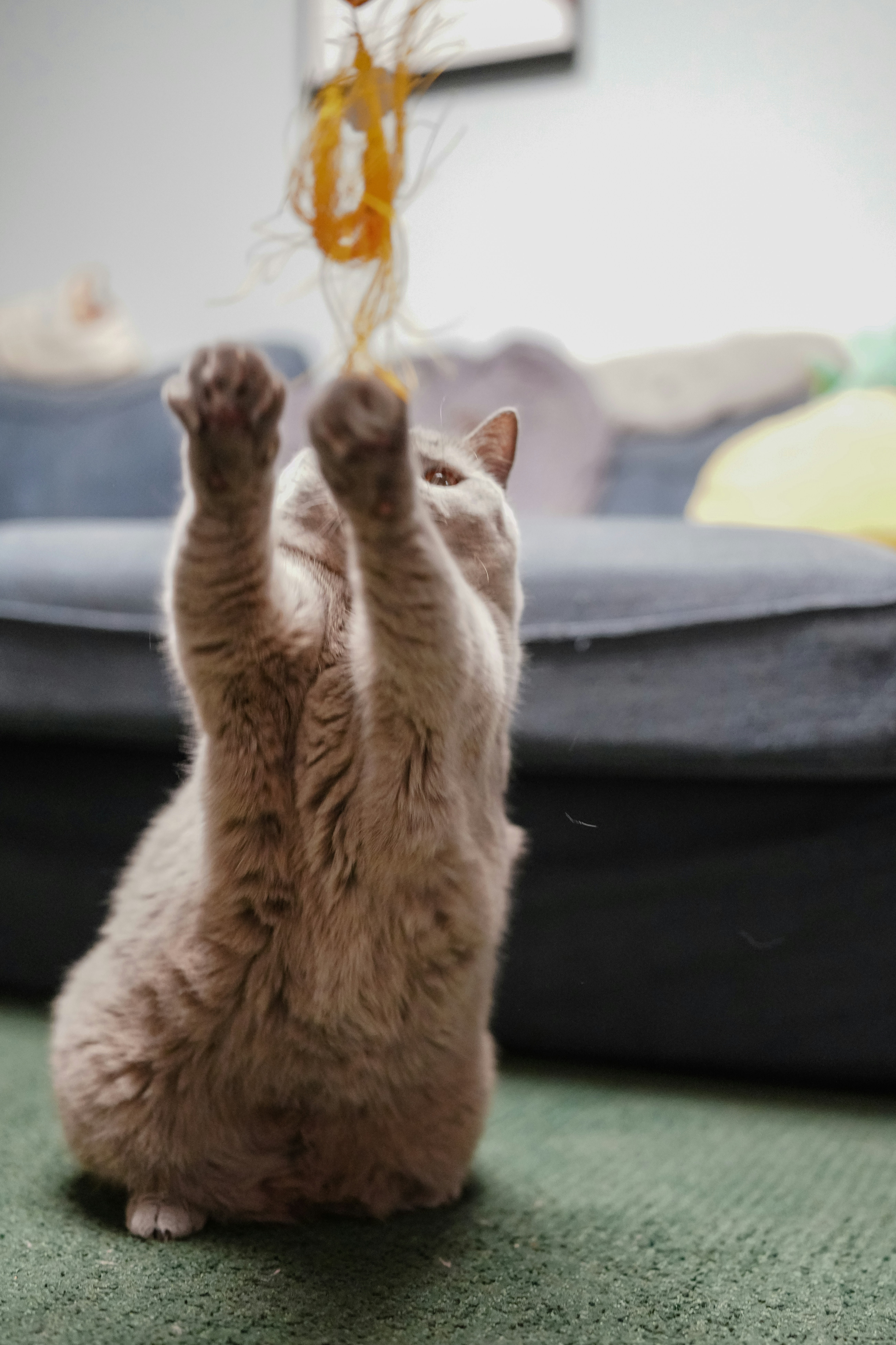 Cat Plays Tug-of-Tassel: A Vertical Reach for Playful Focus