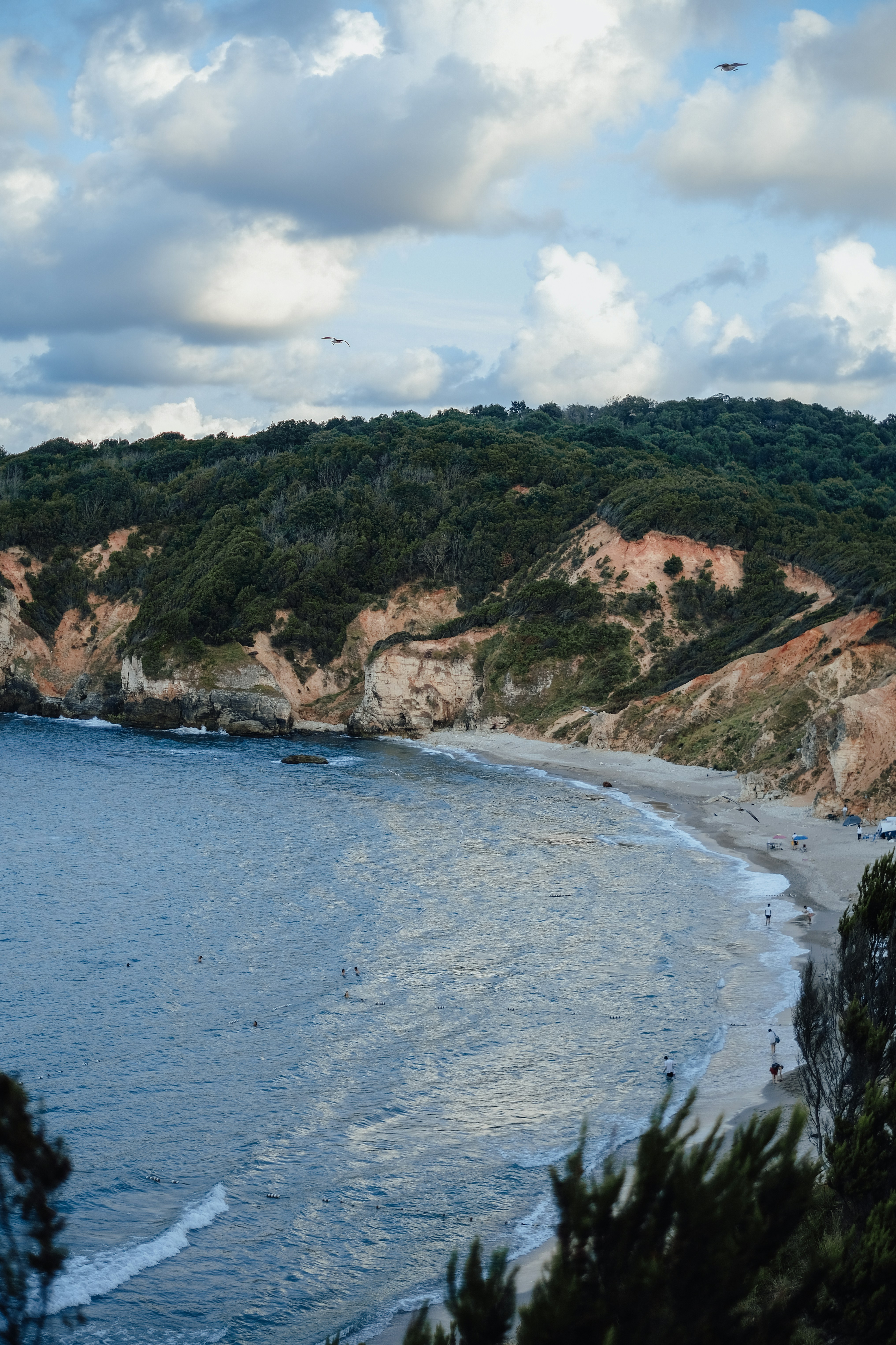 A beach with a body of water and trees on the side photo – Free ...