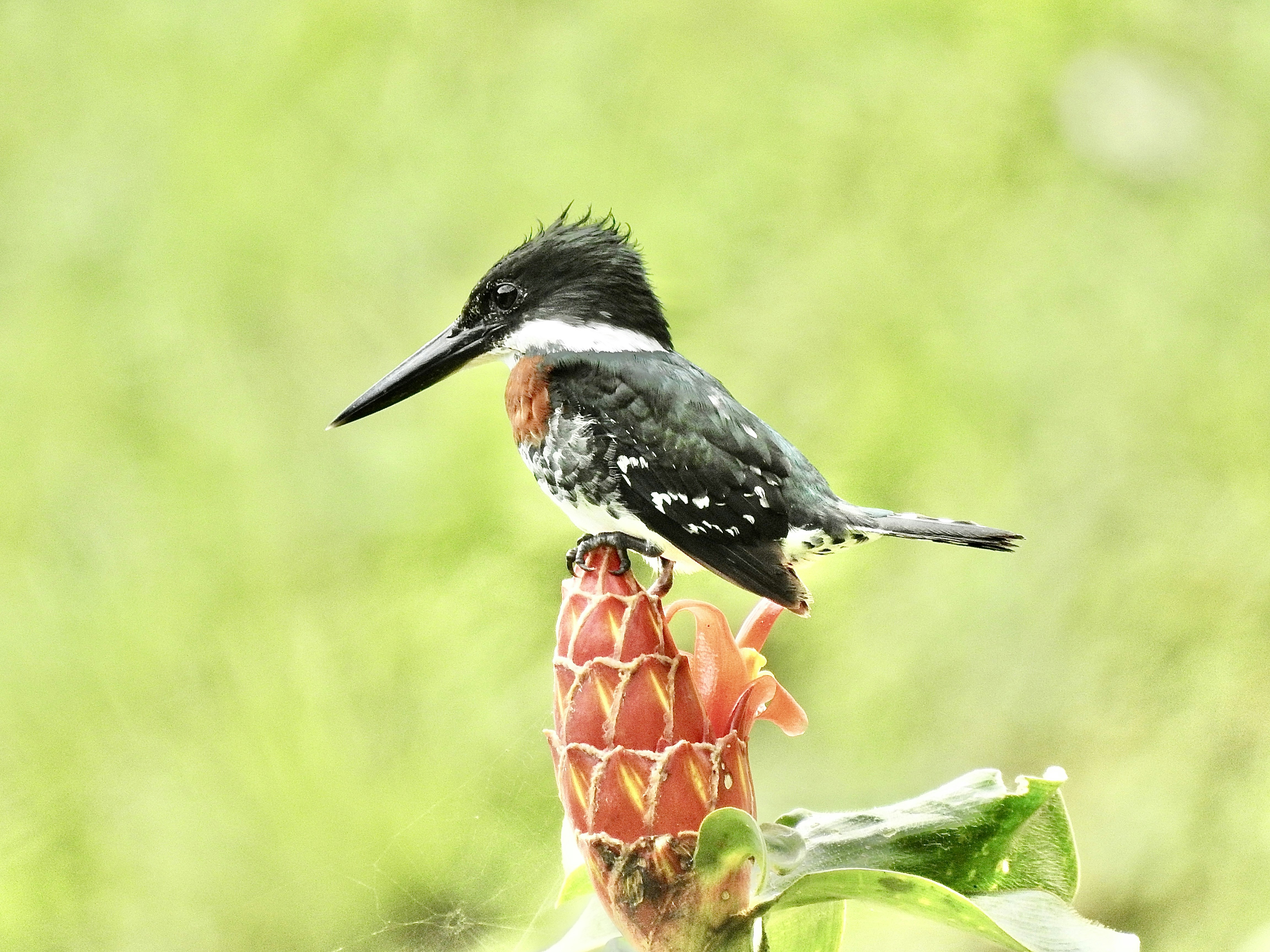 Crimson Spike Perch: Kingfisher on a Coral Bloom