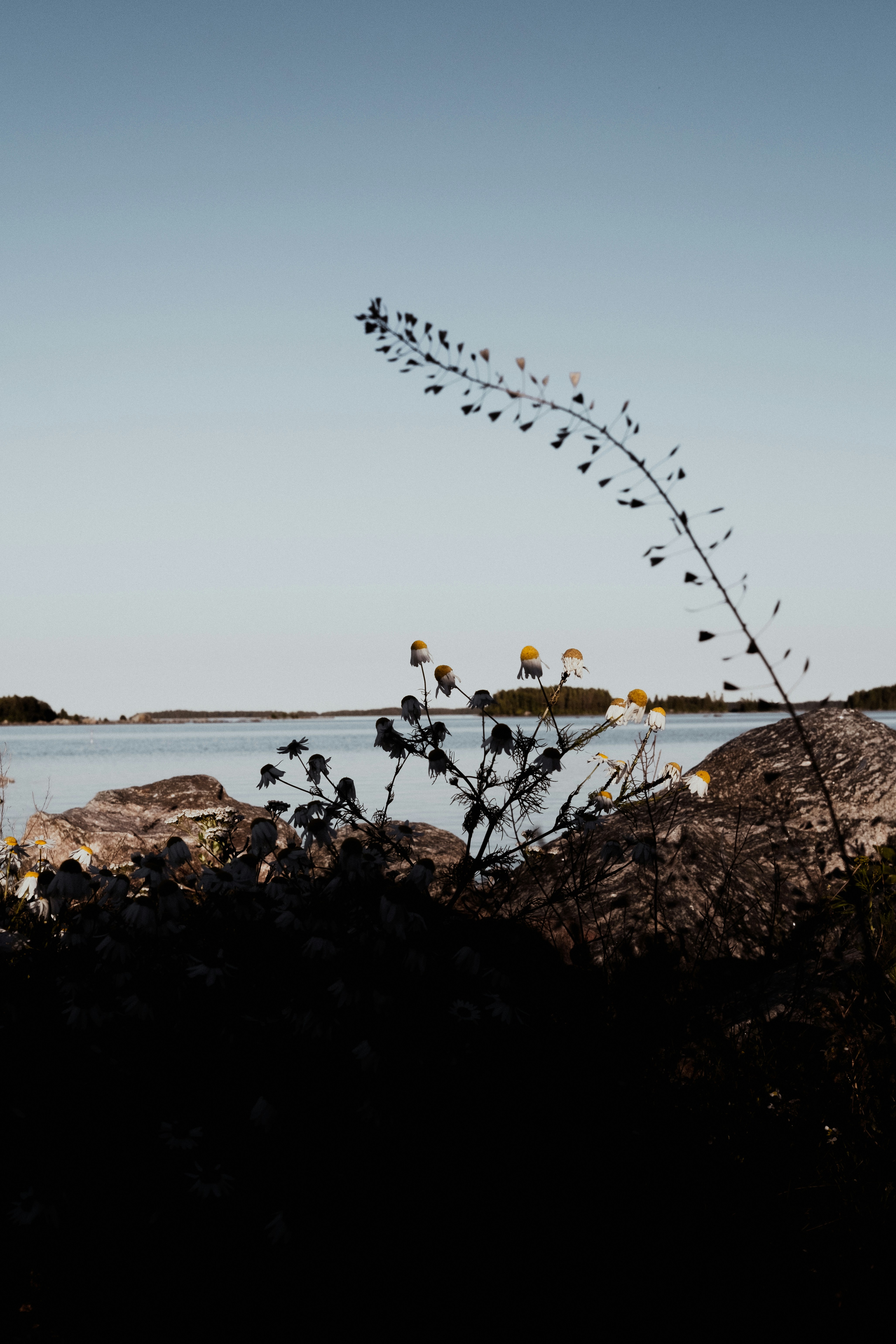 Arching Wildflower Silhouette Over a Quiet Coastal Horizon
