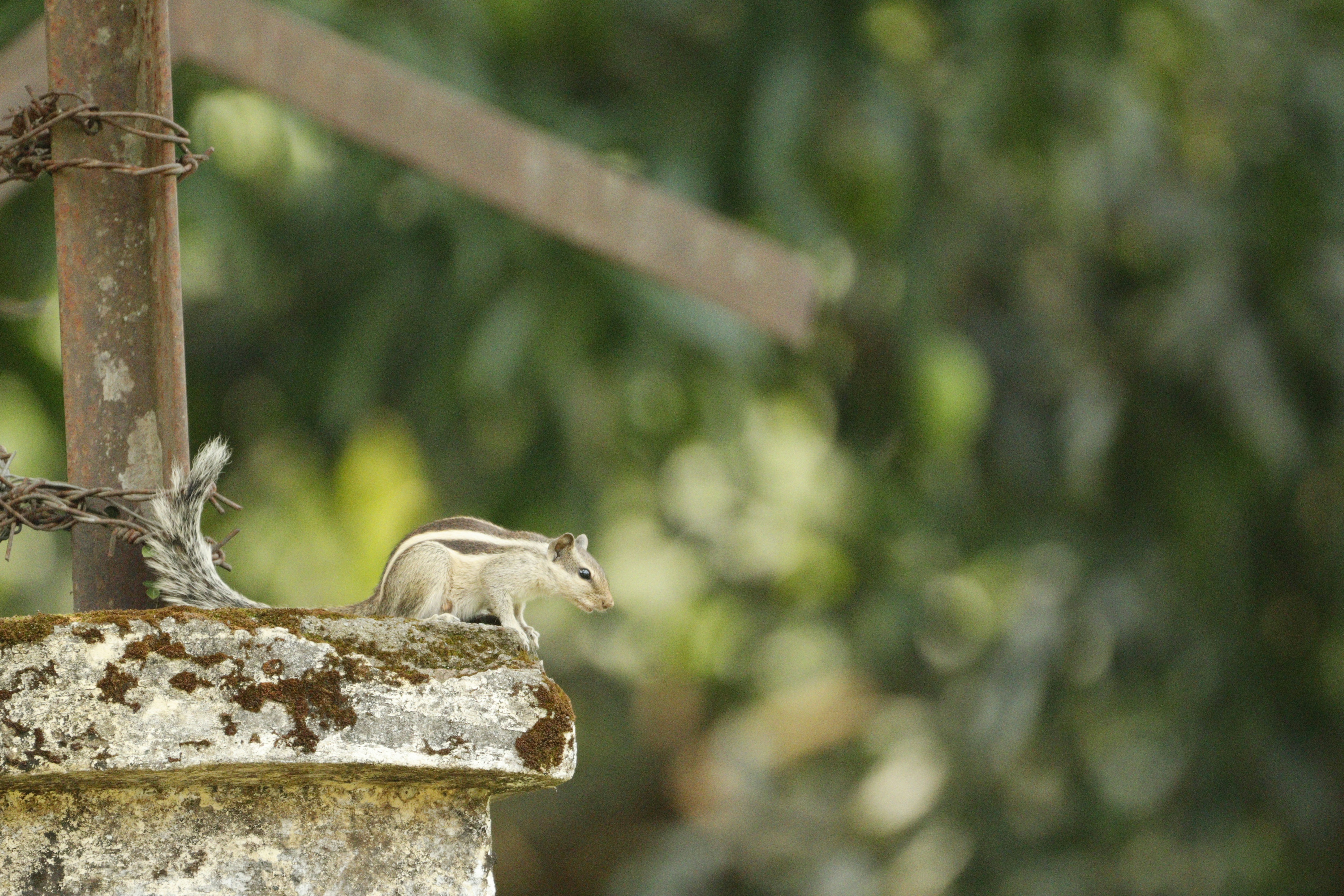 Mossy Ledge Sentinel: A Squirrel in Soft Dappled Light