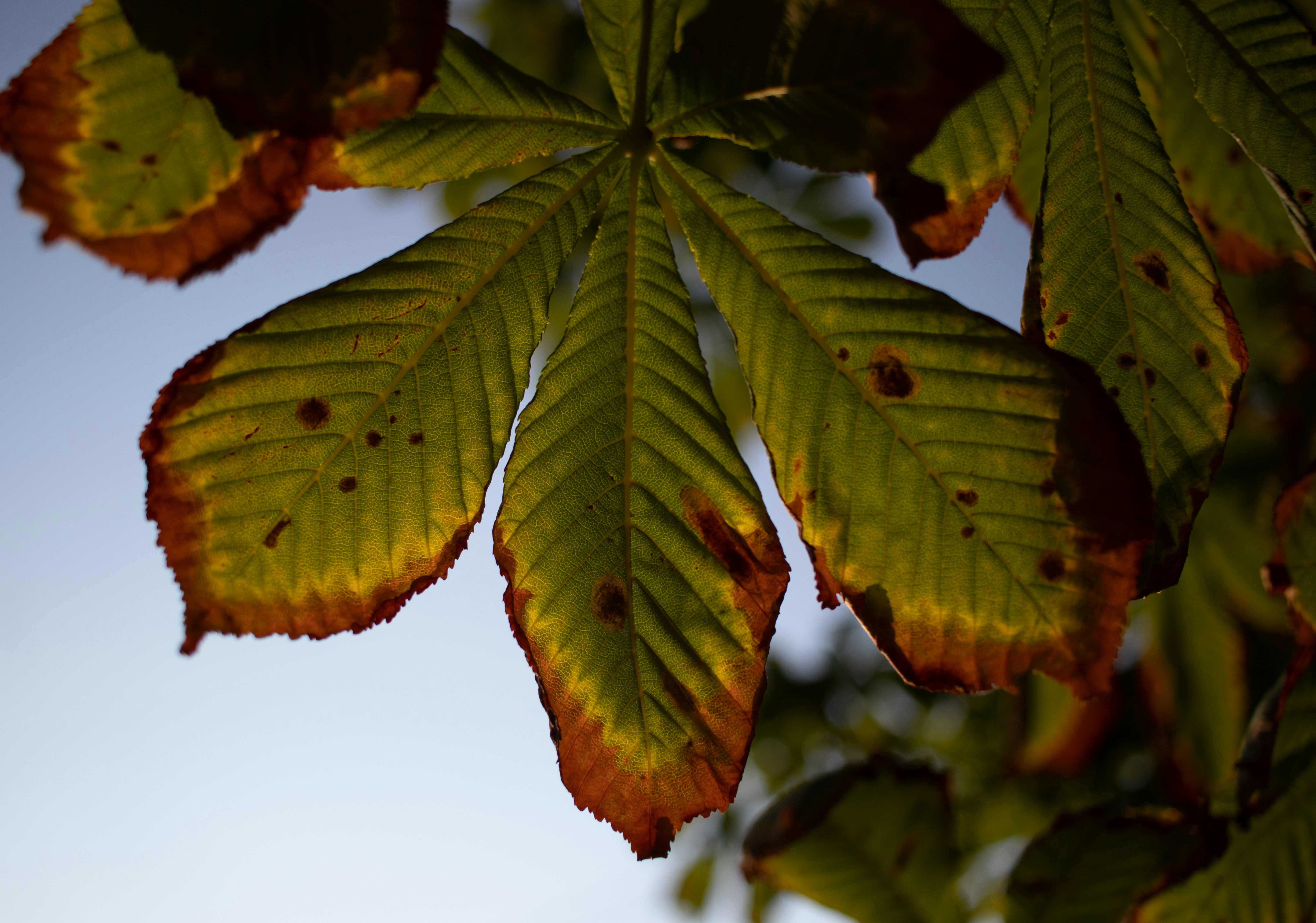 Chestnut leaves displaying a gradient of green to burnt orange, illuminated against a soft sky backdrop.