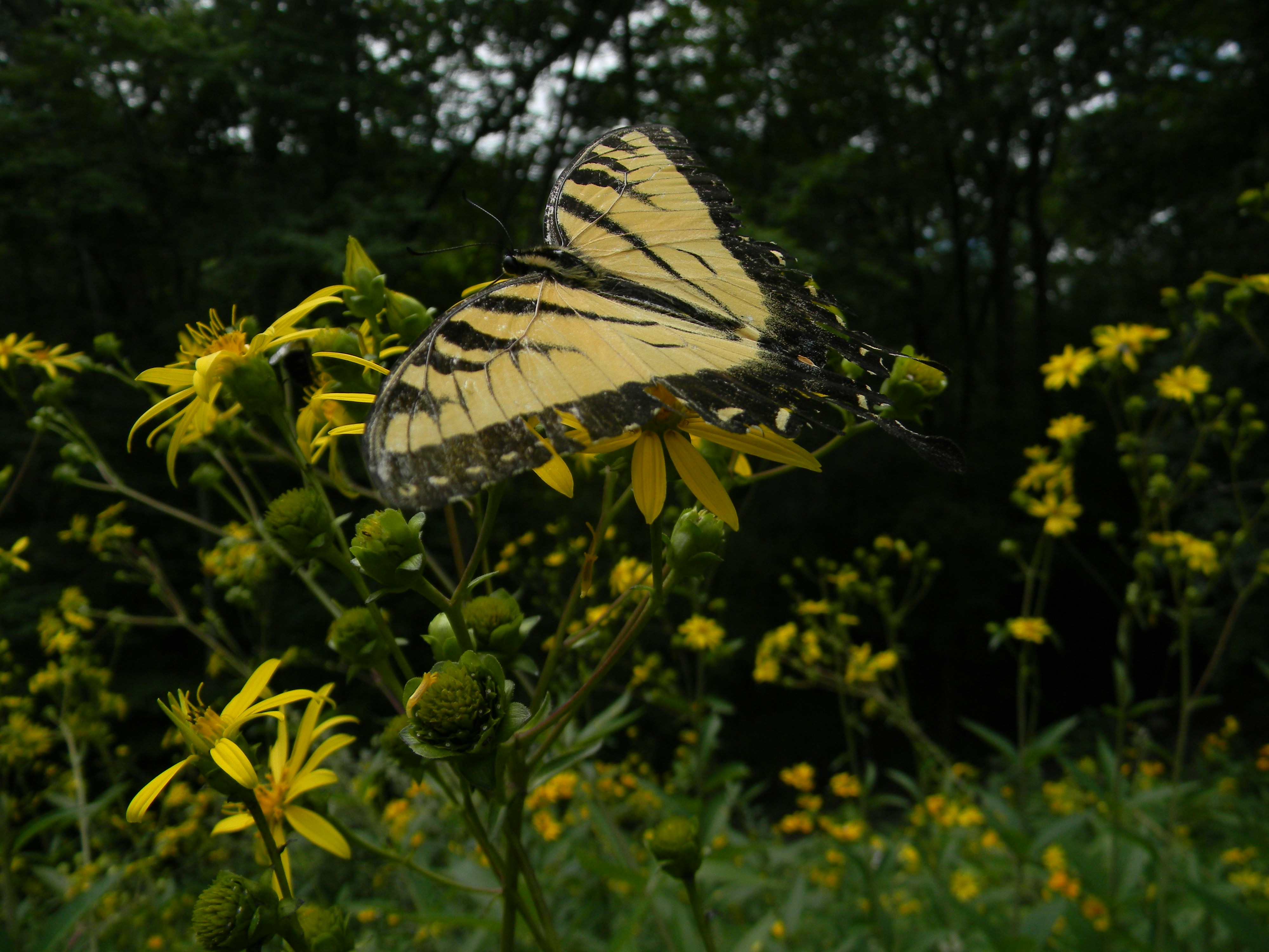 A yellow tiger swallowtail rests on bright yellow daisies in a sunlit garden against a dark green backdrop. Photograph.