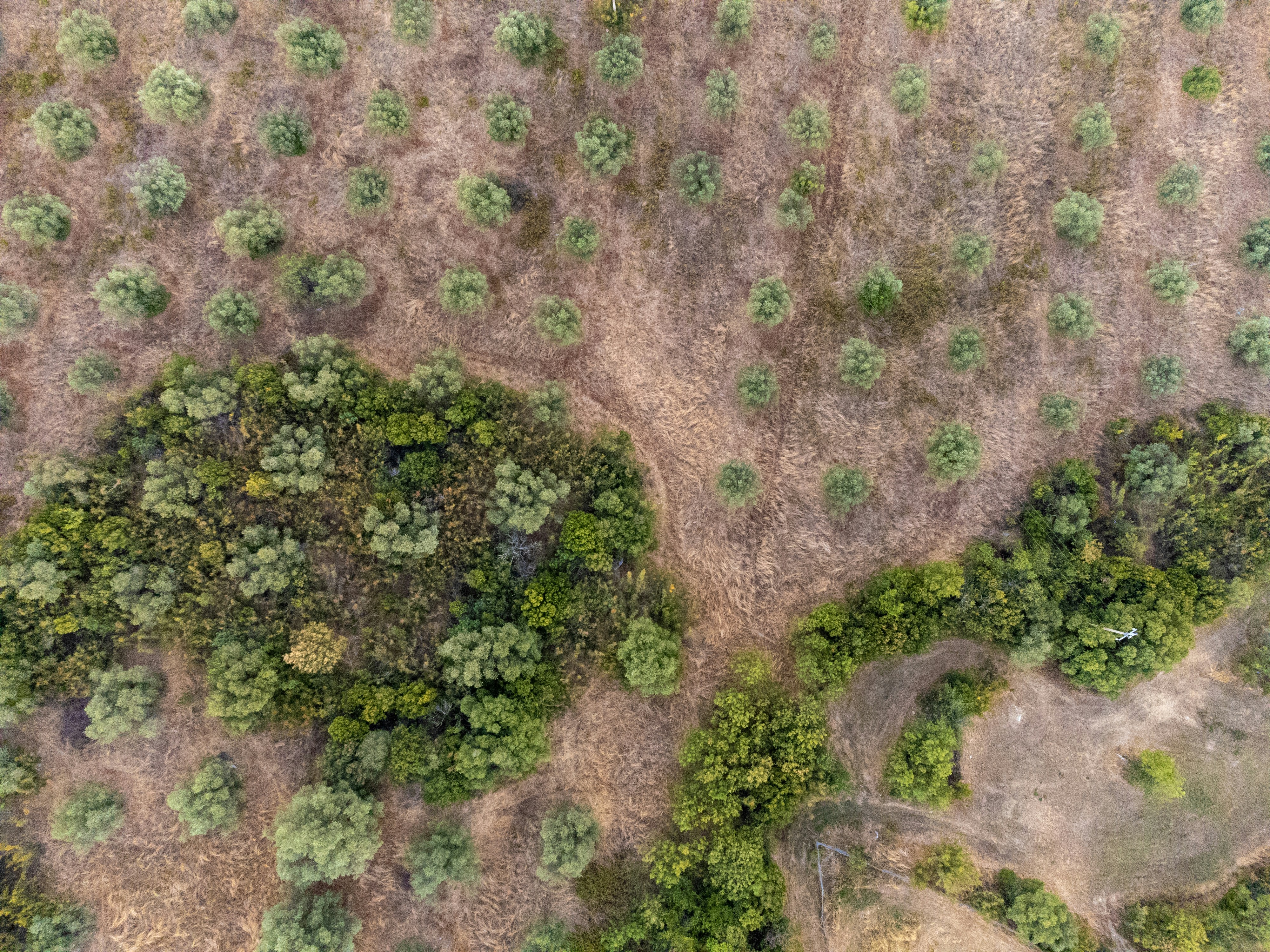 A large area of land with trees photo – Free Aerial view Image on Unsplash