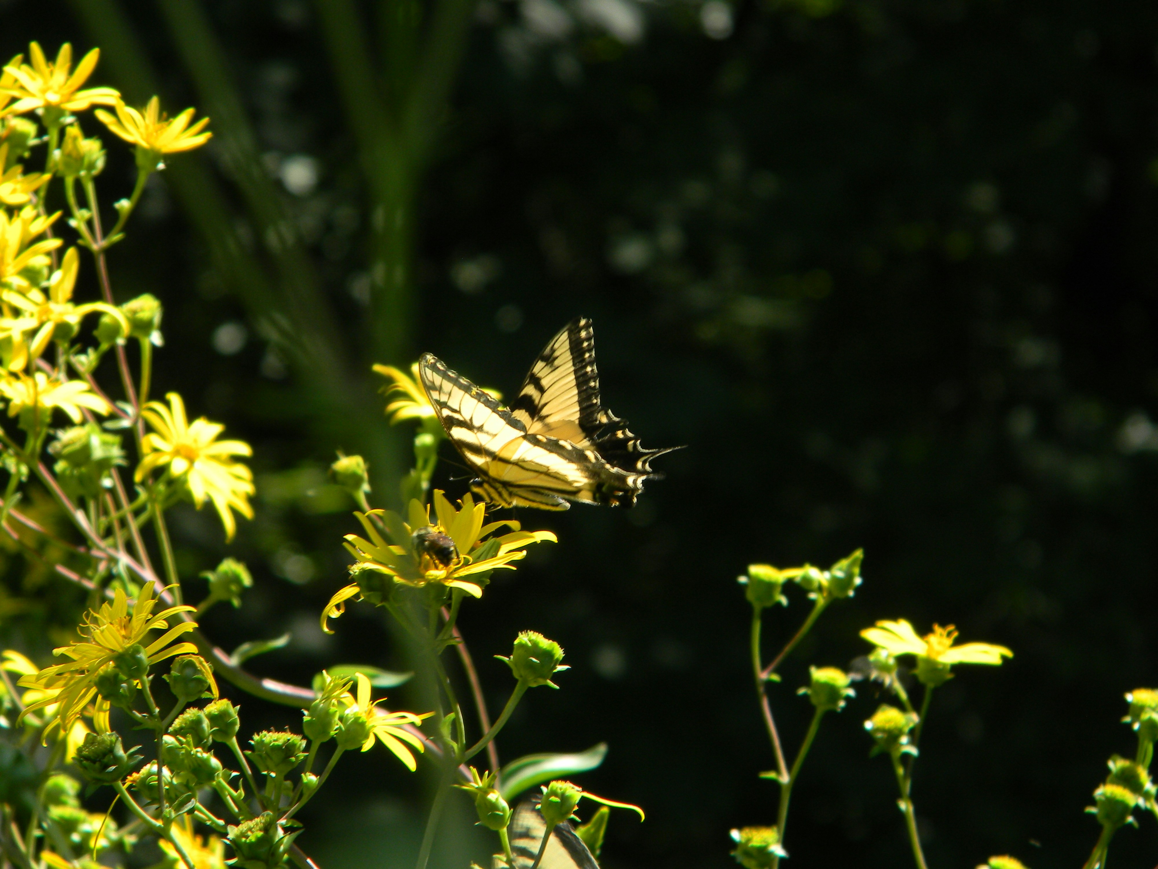 A butterfly gracefully flutters among vibrant yellow flowers, showcasing the delicate interplay of nature. The scene captures the essence of a lively garden.