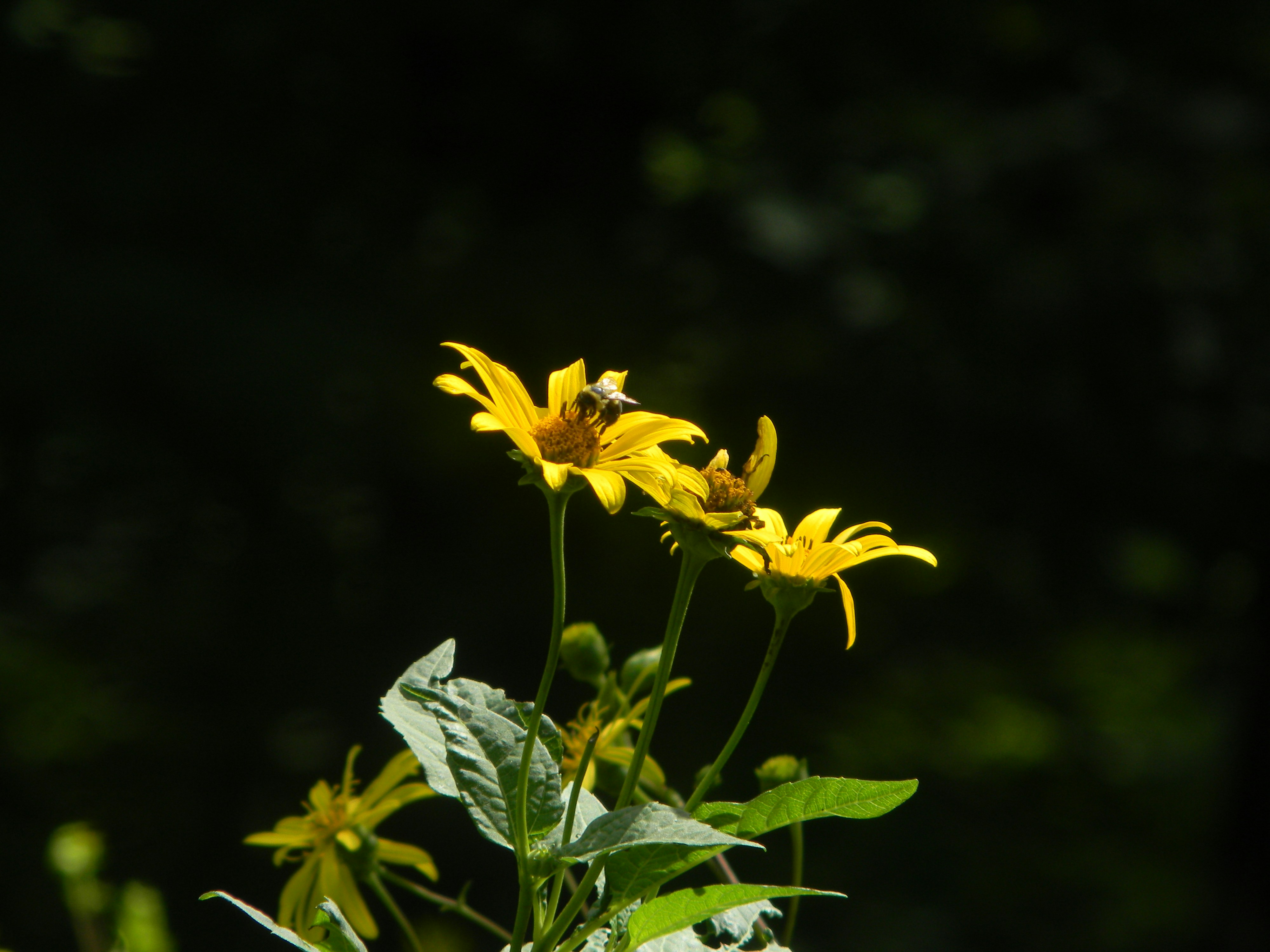 Vibrant yellow flowers stand out against a dark background, showcasing their delicate petals and lush green leaves.