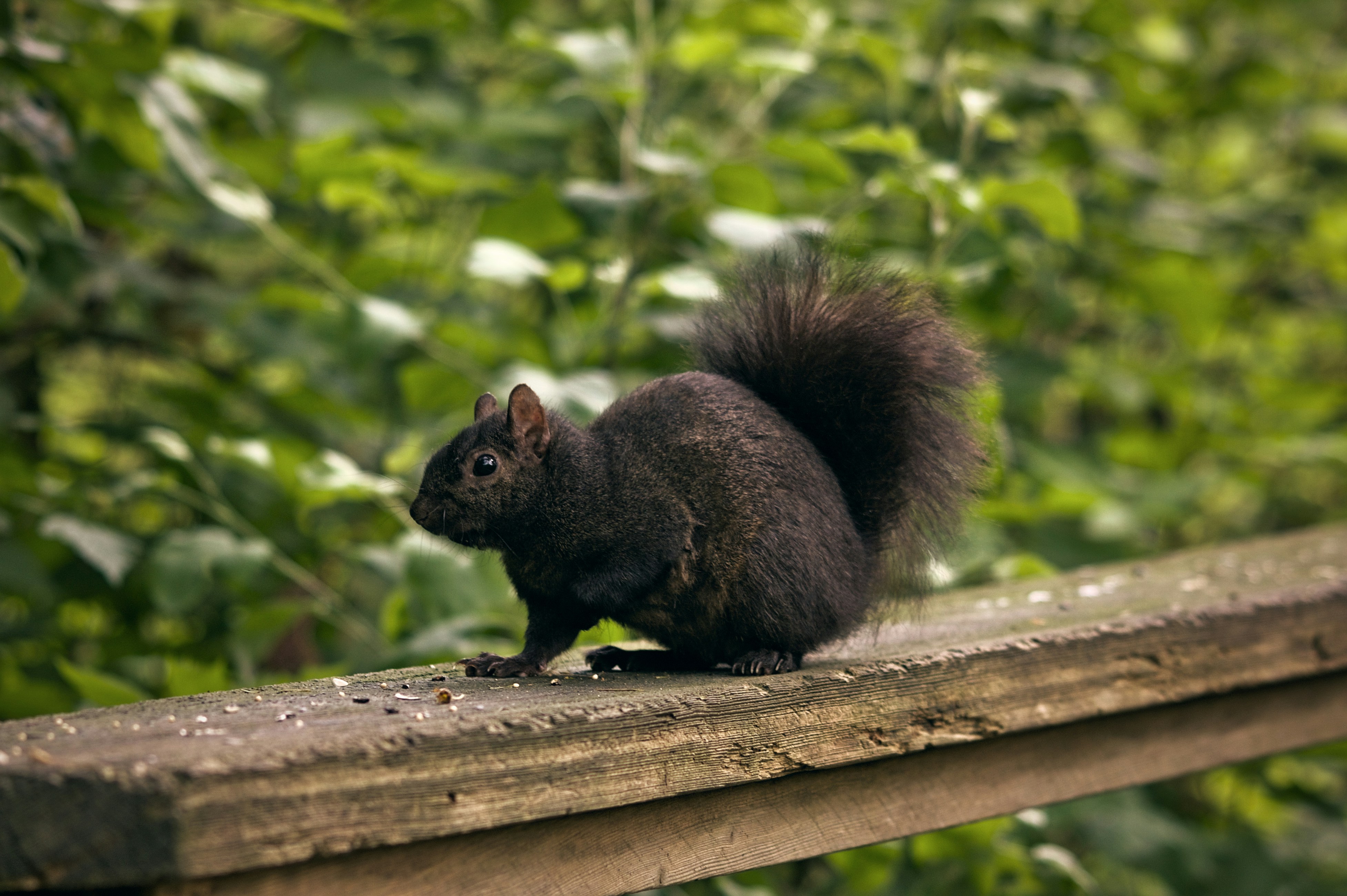 Sable Squirrel on a Weathered Rail Amid Greenery