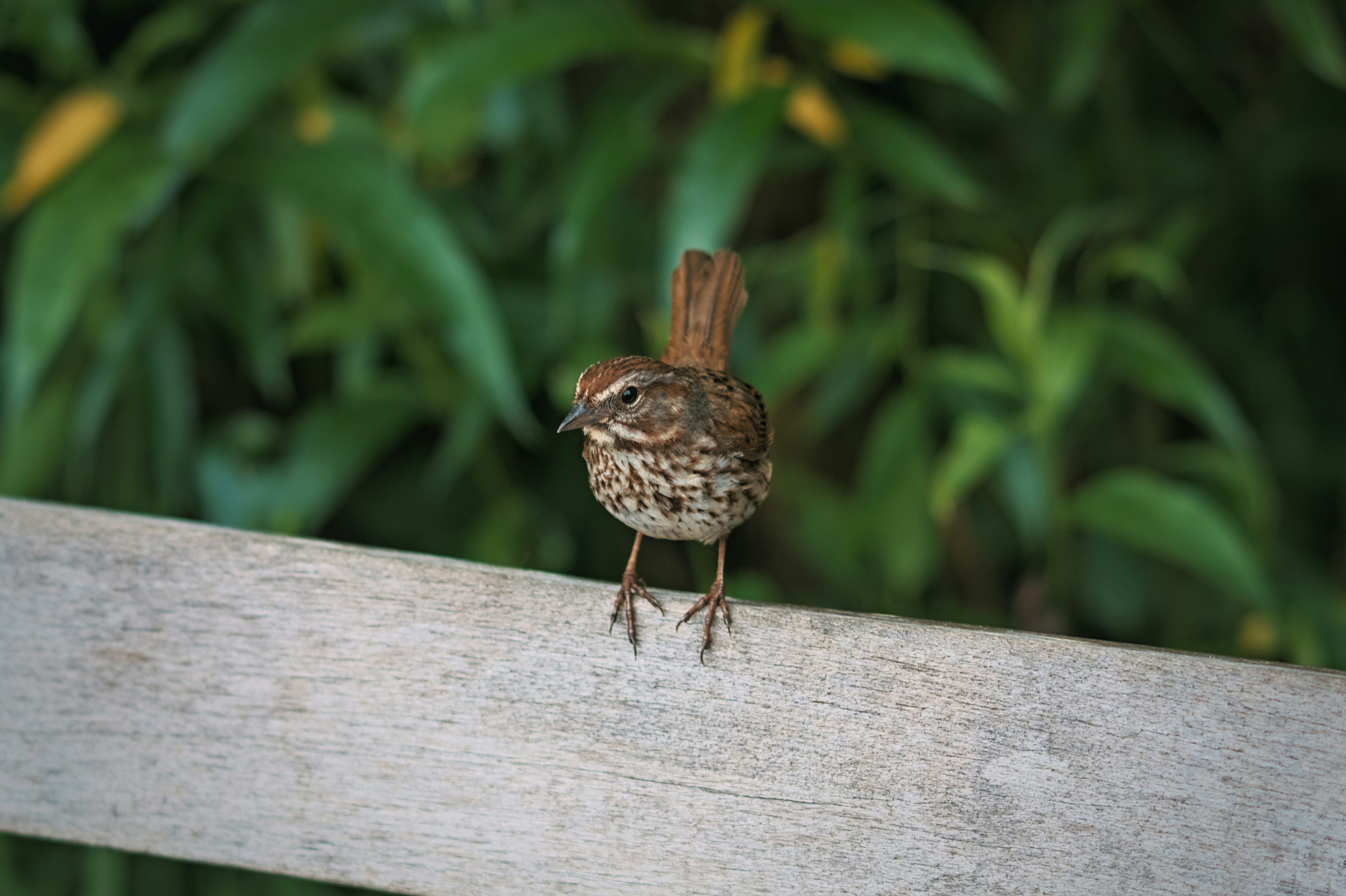 Garden Sentinel: A Tiny Wren on a Weathered Rail