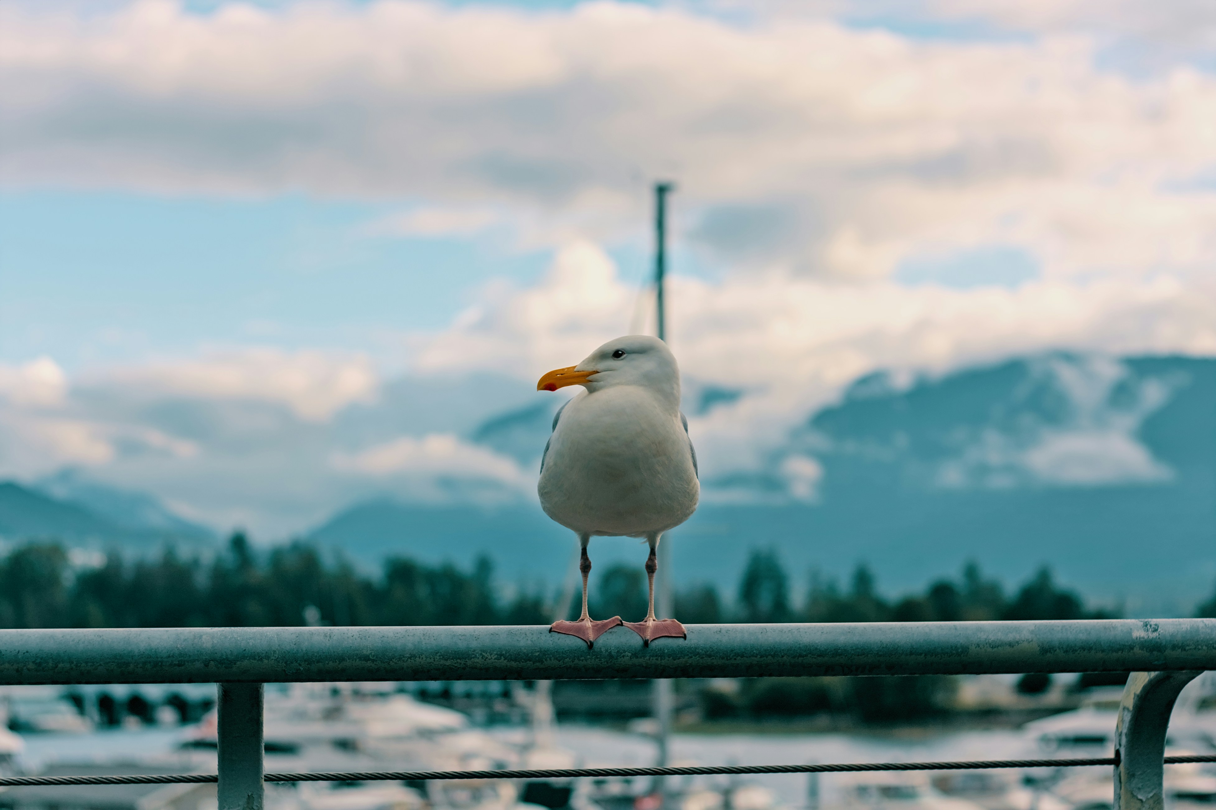 Seagull Sentinel on the Rail
