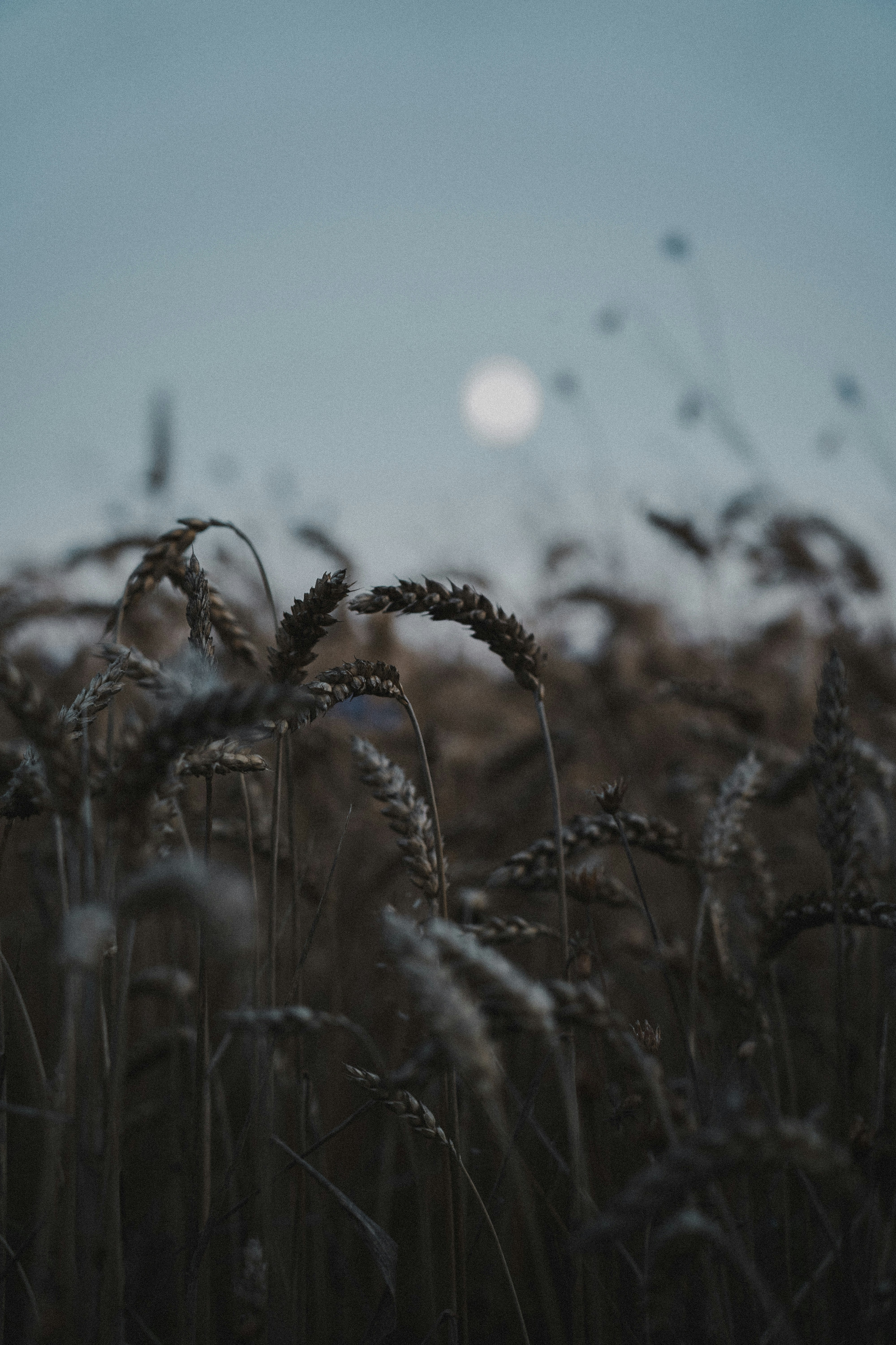 Dawn's Quiet Harvest: Frosted Wheat in Soft Moonlight