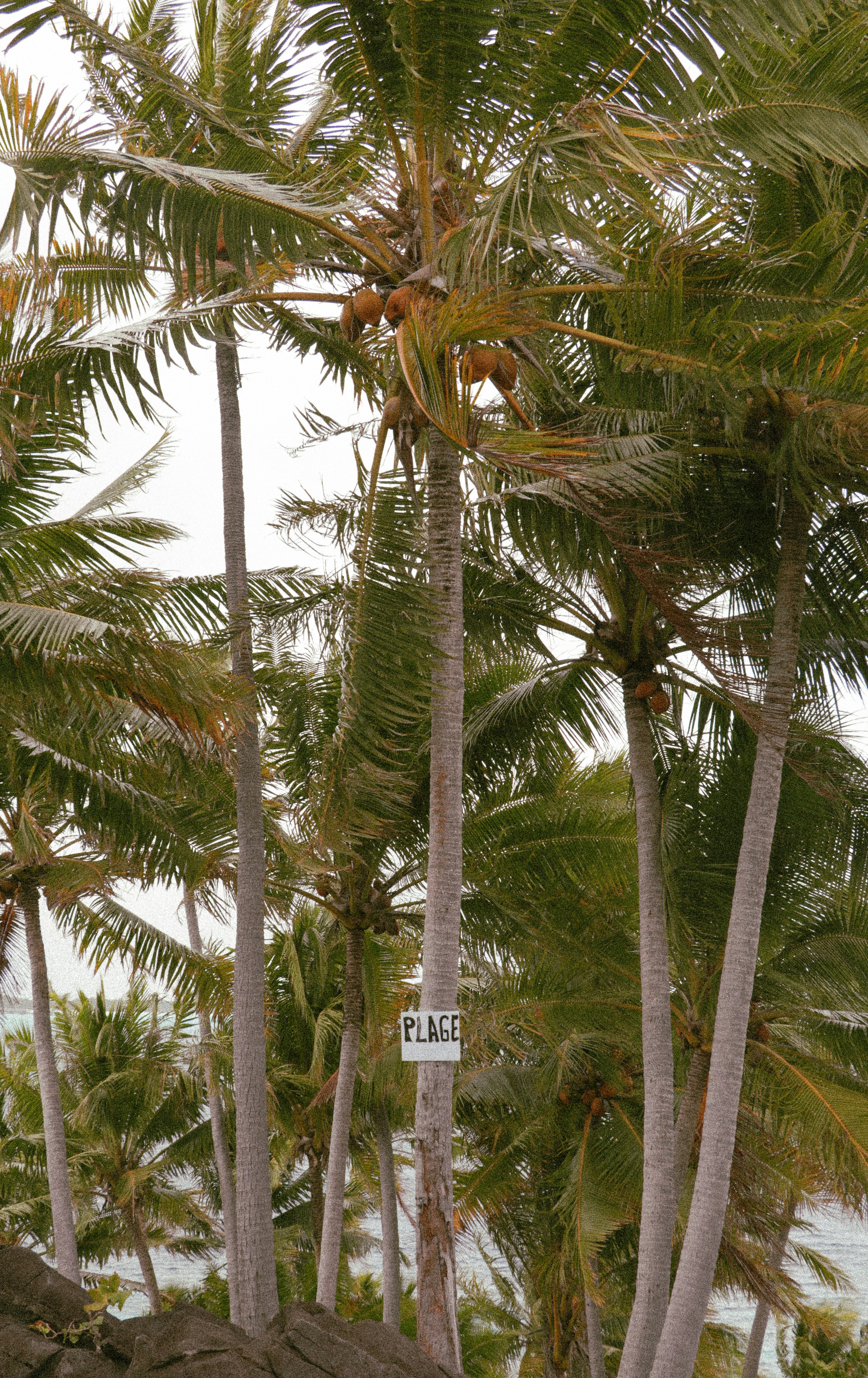 PLACE Among Palm Trunks: A Quiet Shoreline Framed by Coconut Trees