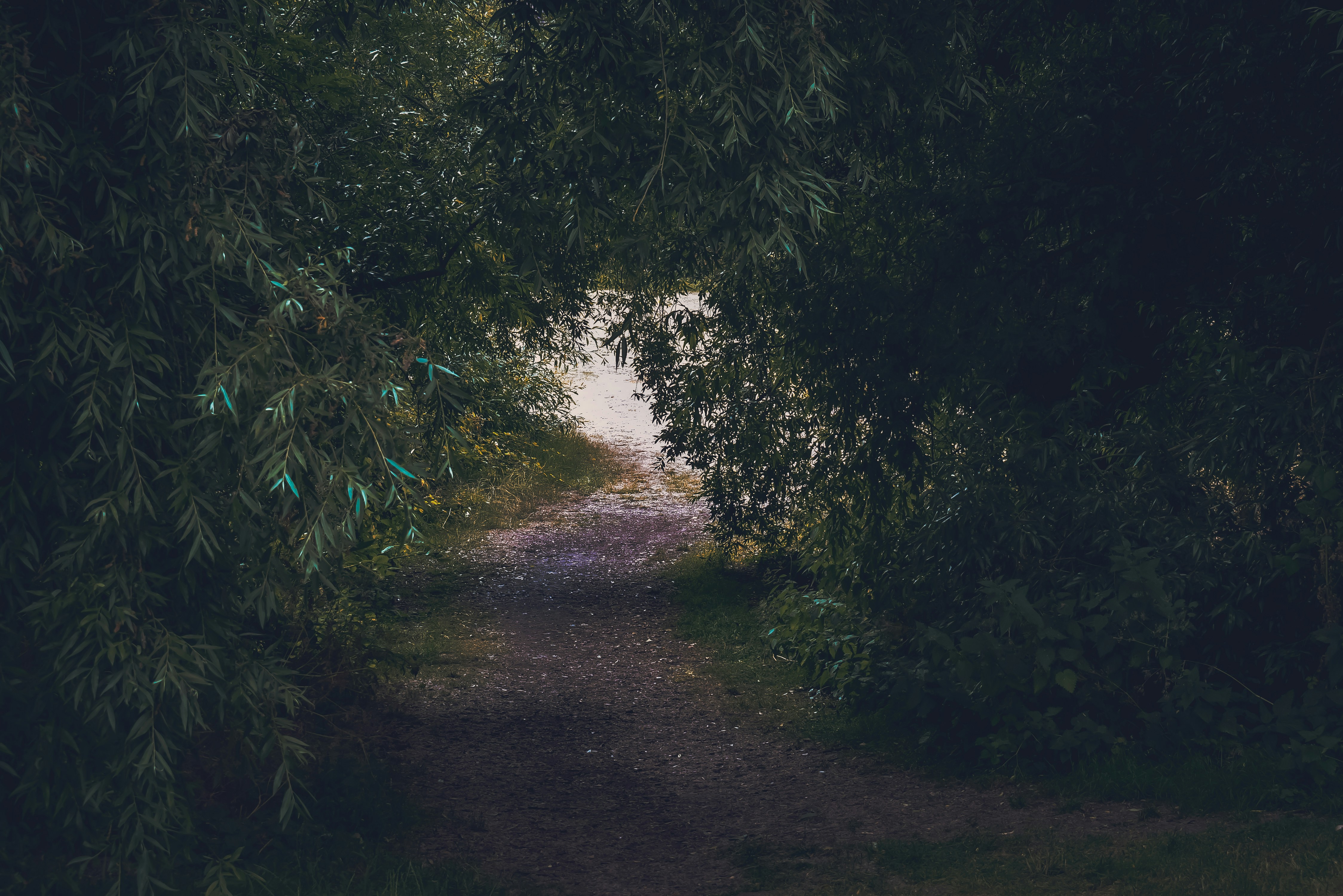 A dirt path through a forest photo – Free Harrow Image on Unsplash