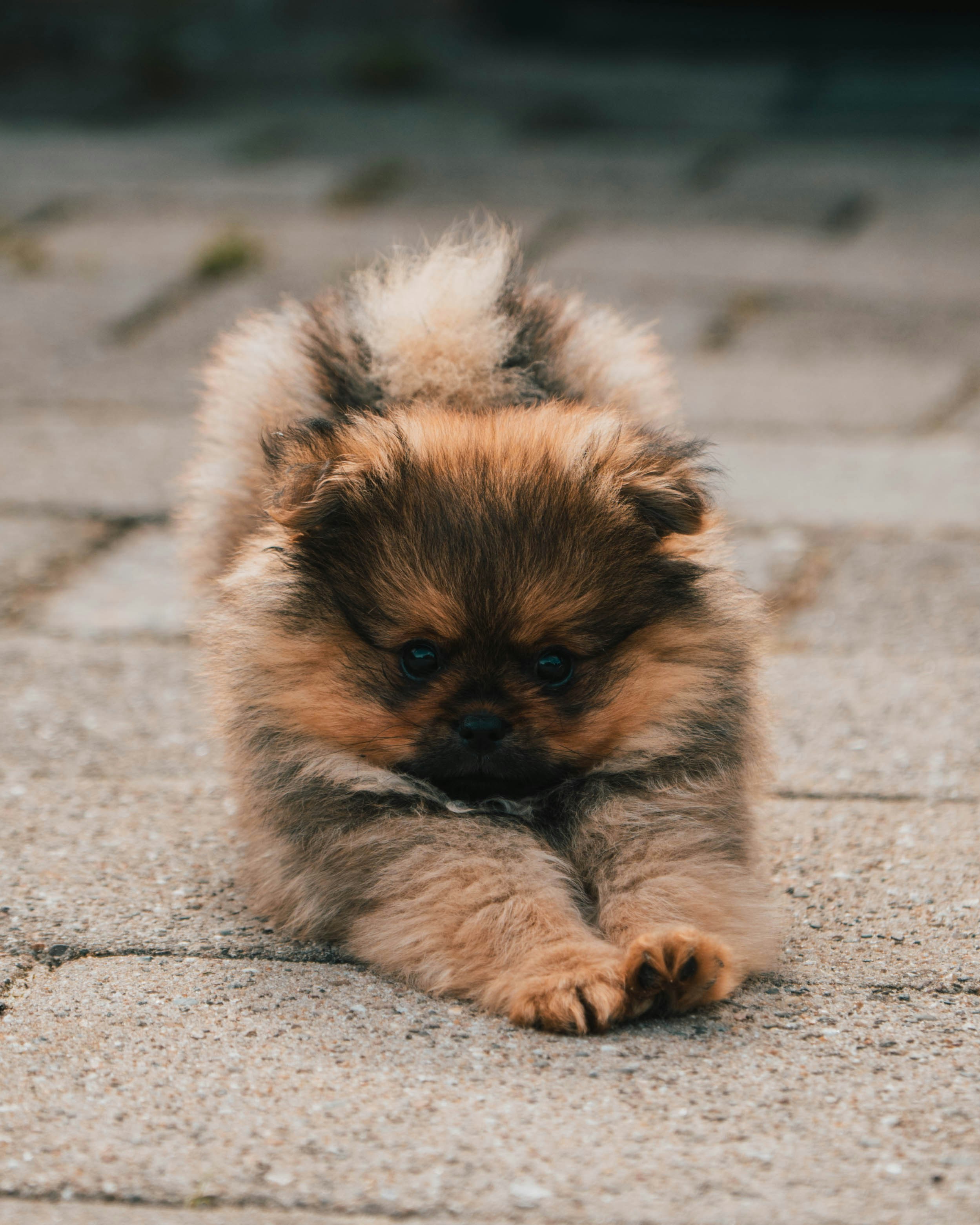 A small furry animal photo – Free Animal Image on Unsplash