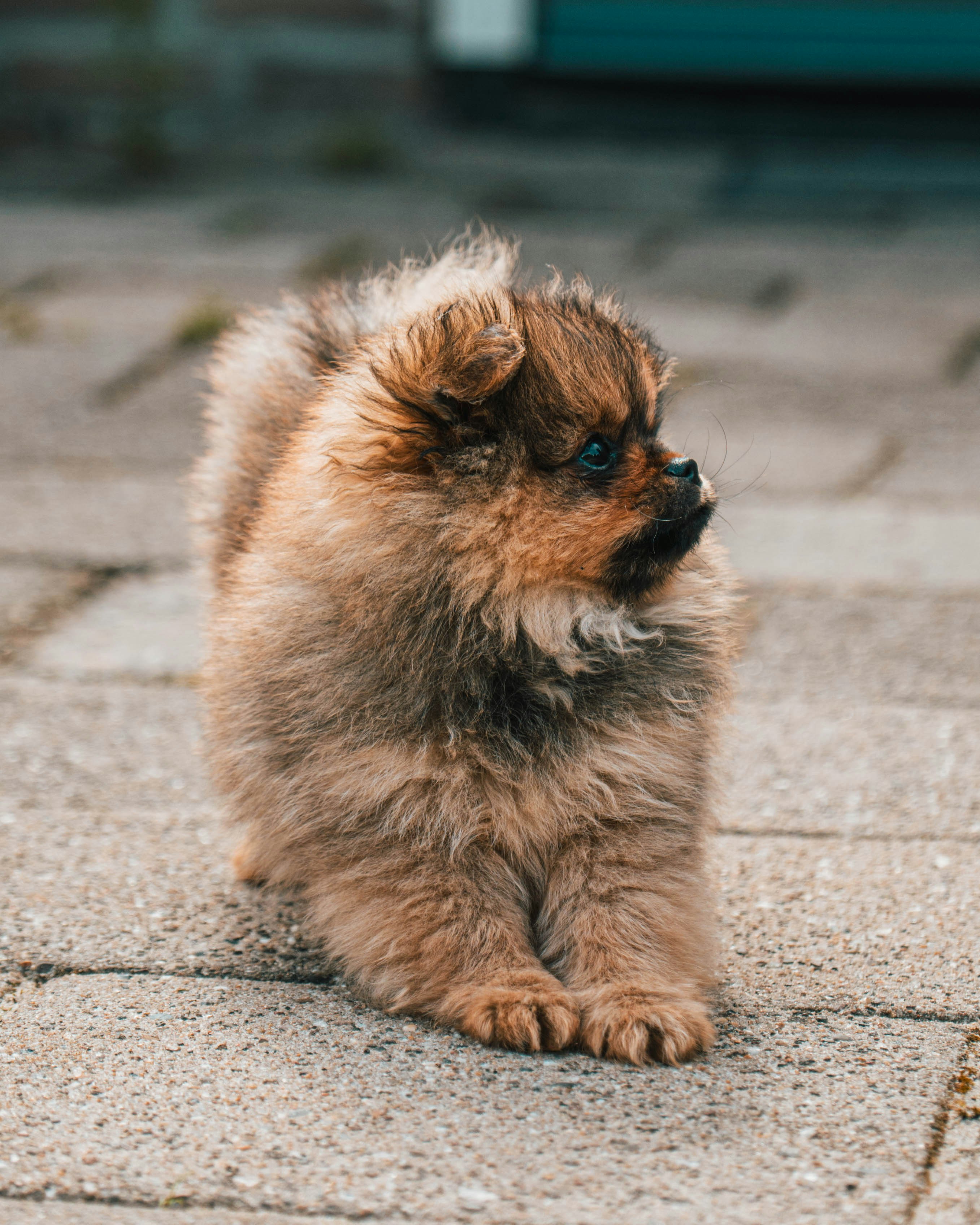 A fluffy Pomeranian puppy exploring a textured stone pavement, showcasing its playful demeanor and curious expression.