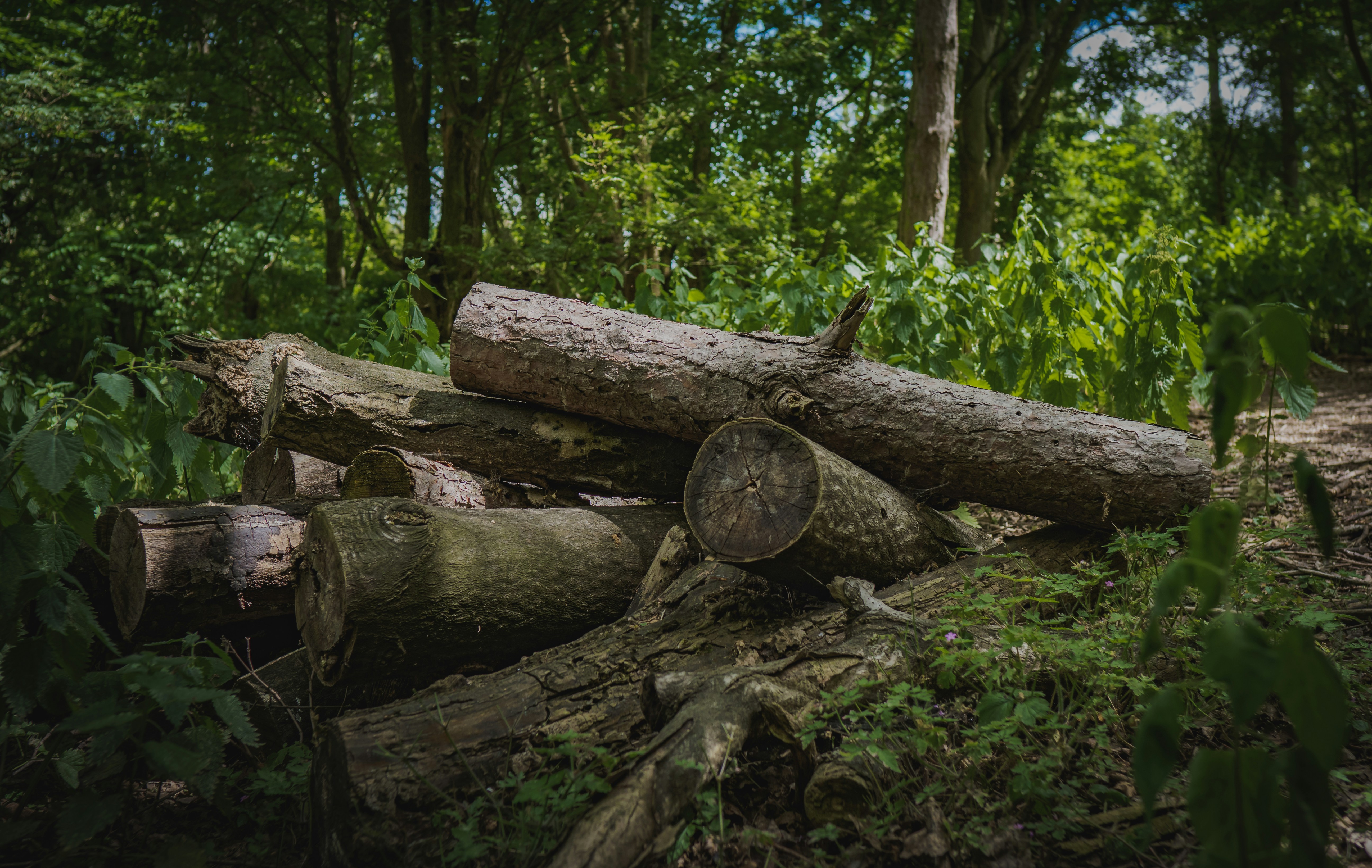 A group of logs in a forest photo – Free Image on Unsplash