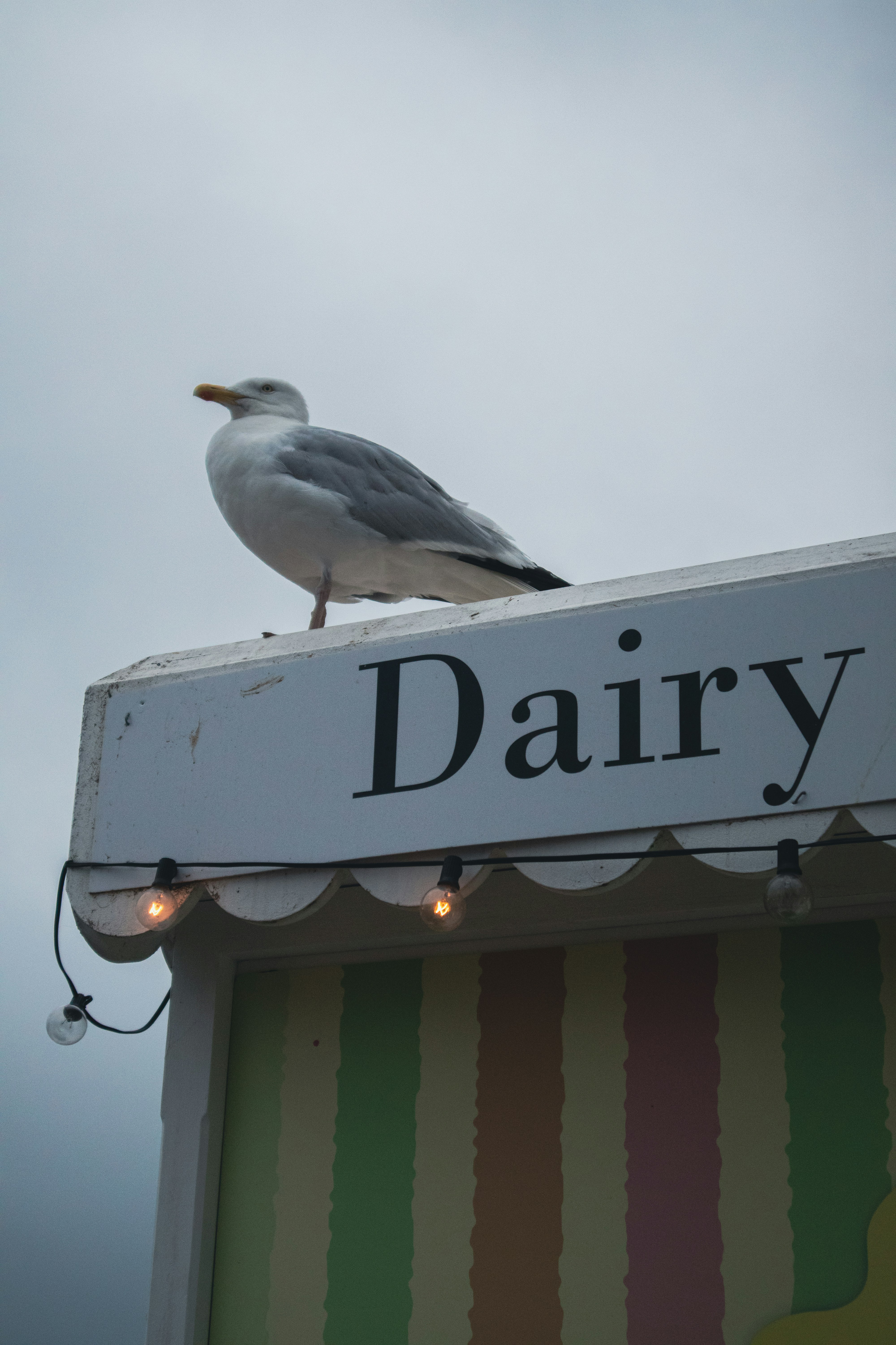 A bird on a sign photo – Free Tenby Image on Unsplash
