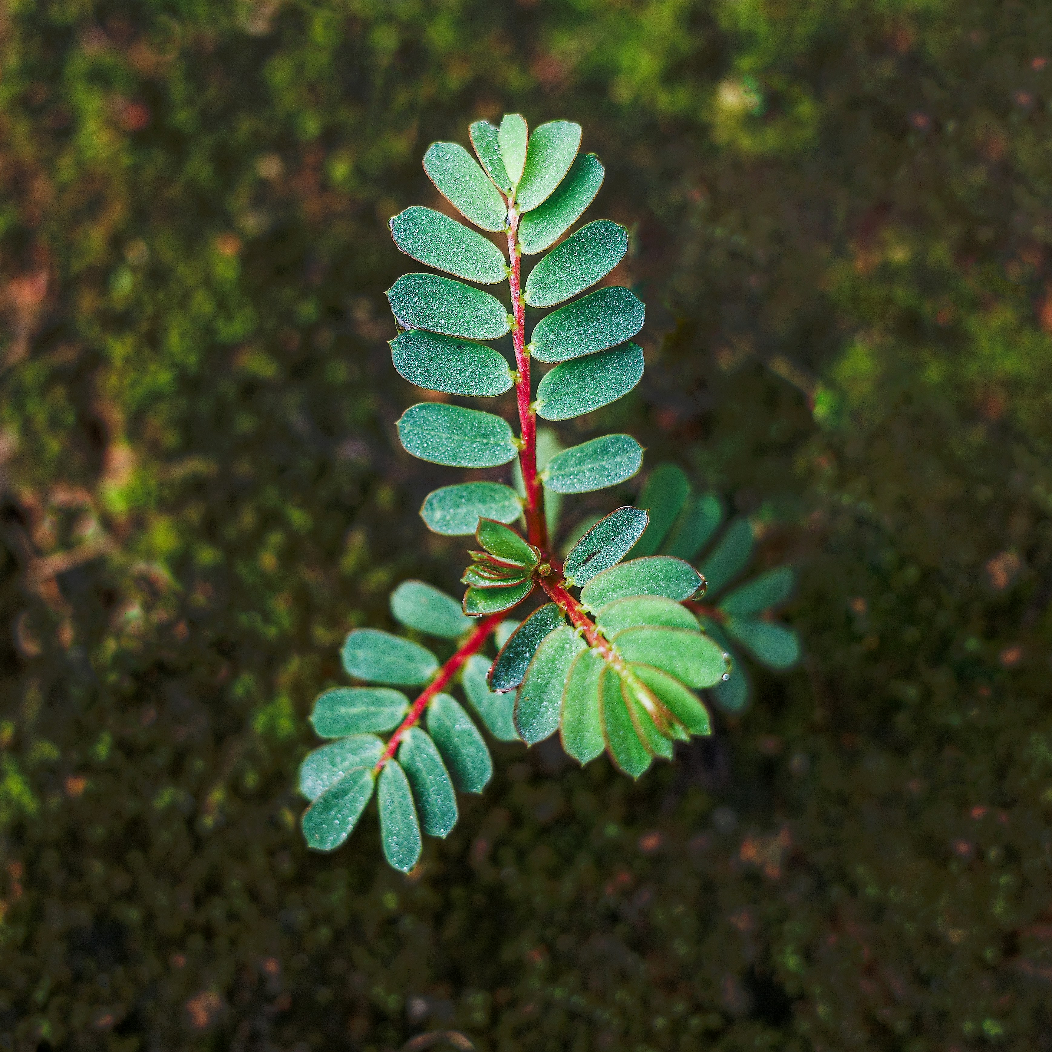Small plant