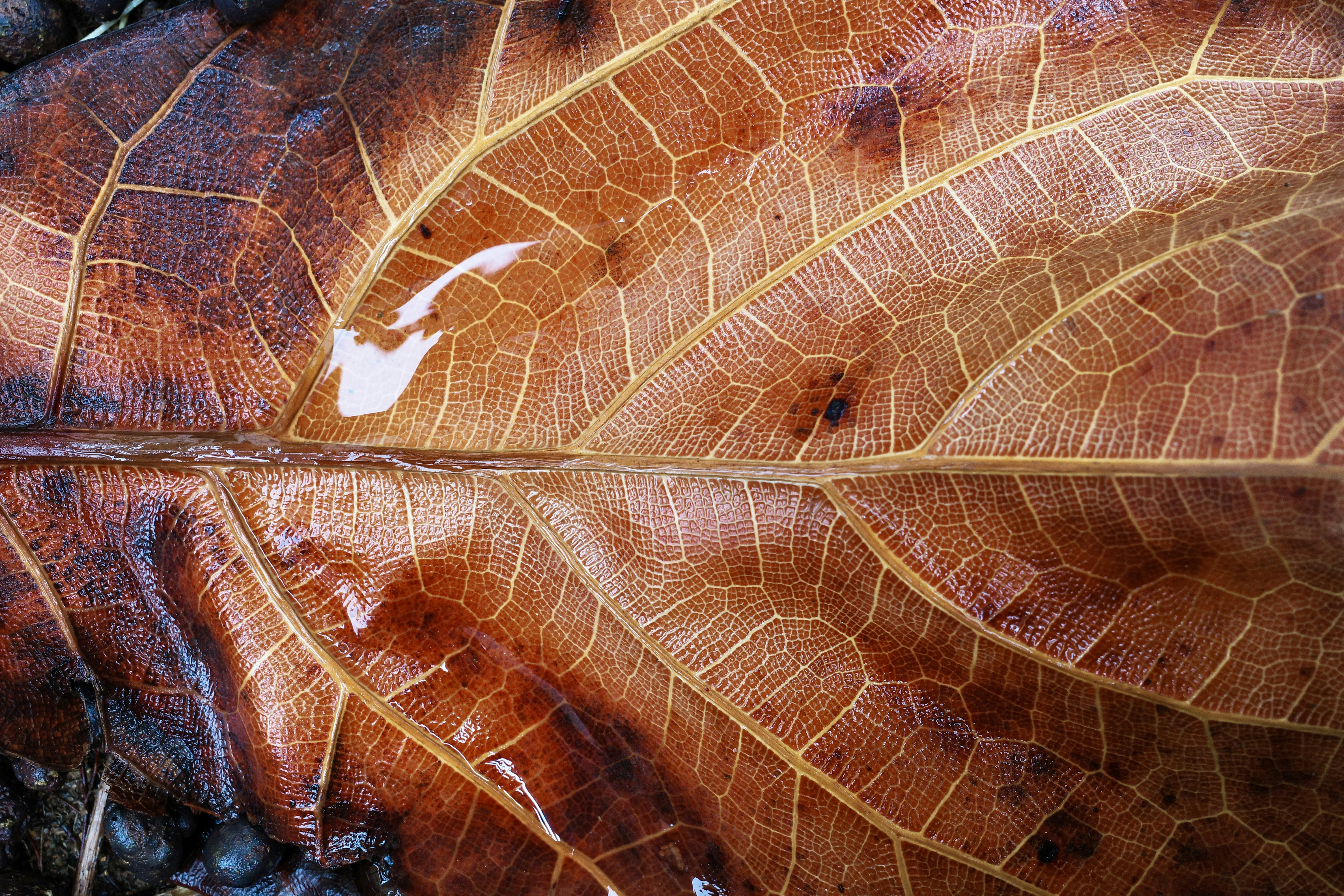 Amber Vein Architecture: a Close-Up Portrait of a Fall Leaf