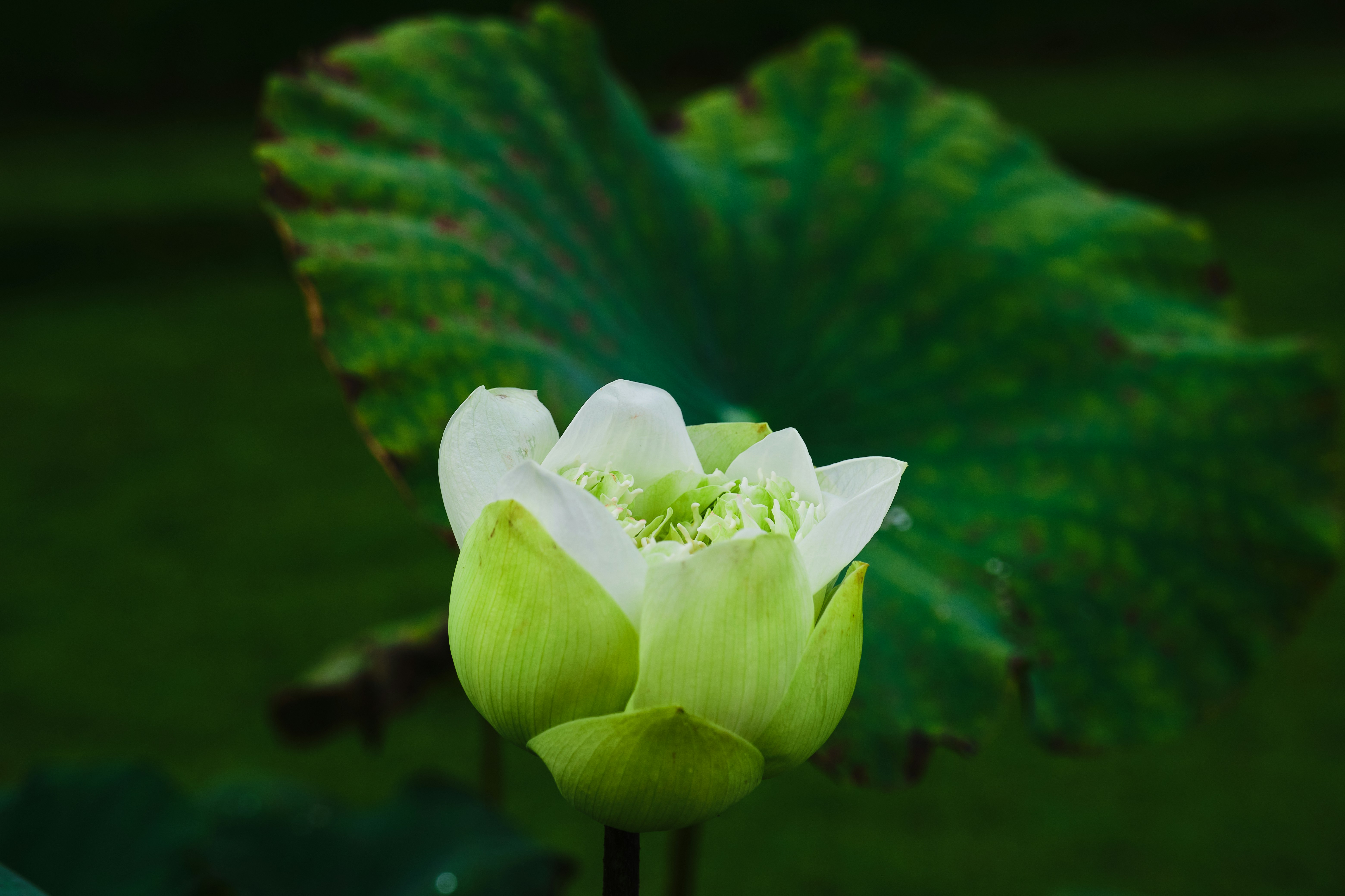 Whispered Bloom: A White Lotus in a Shadowed Pond