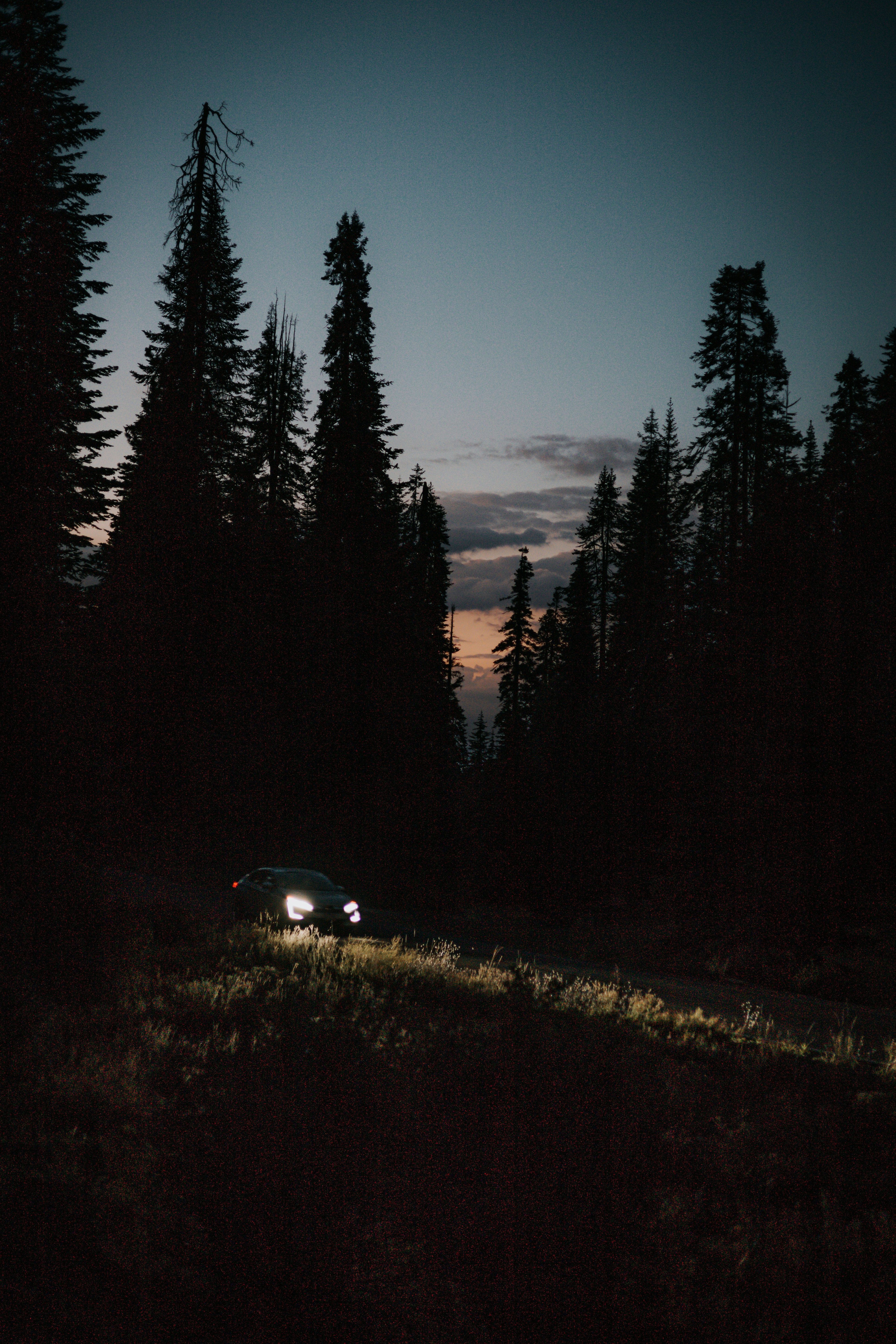 Dawn Drive Through Silent Pines