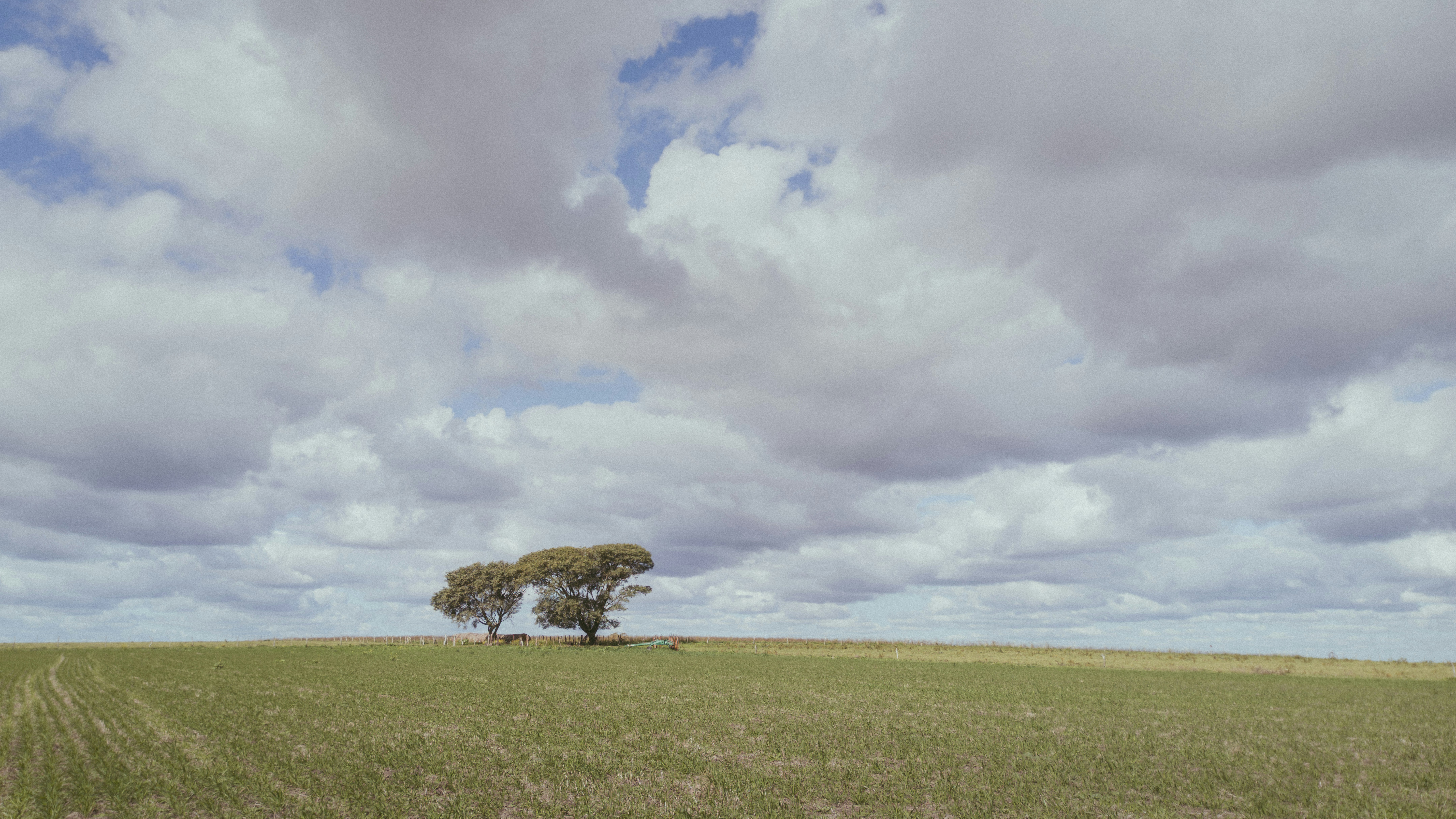 Wind-Worn Horizons: Twin Trees Stand Guard Over a Quiet Prairie Under Cloudy Skies