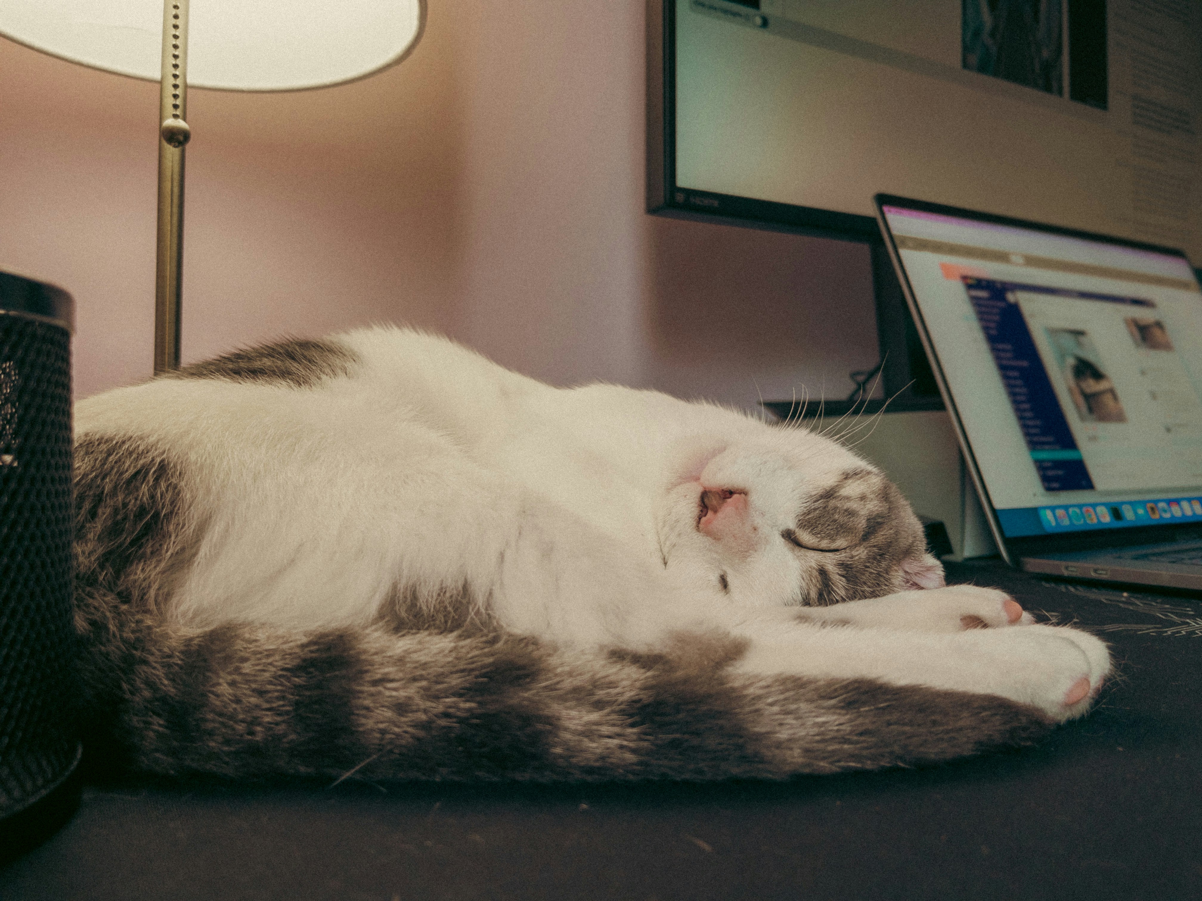 Cozy Desk Cat: Snooze at the Laptop’s Glow