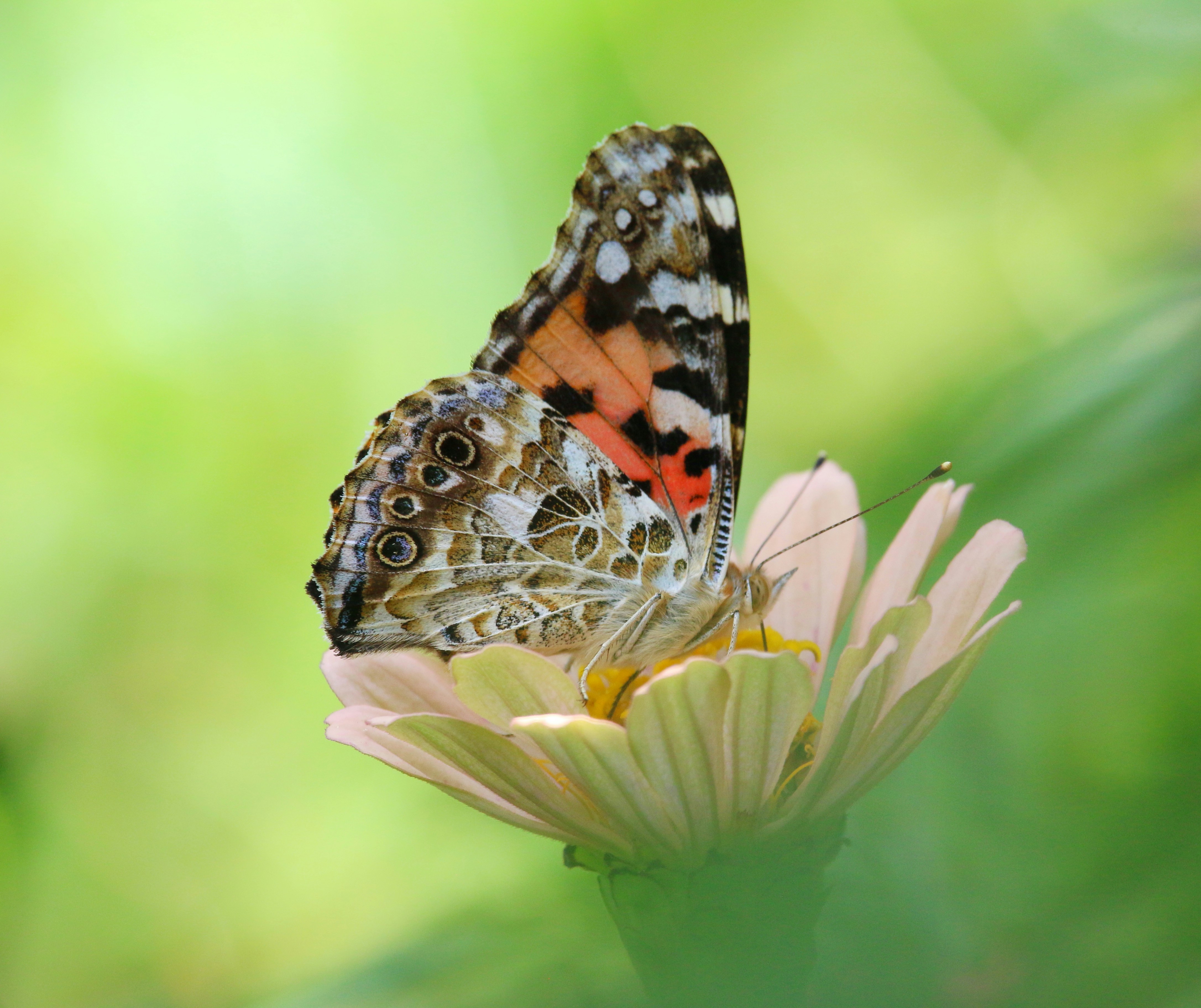 Nectar Pause: Vibrant Butterfly Perched on a Blush Pink Blossom