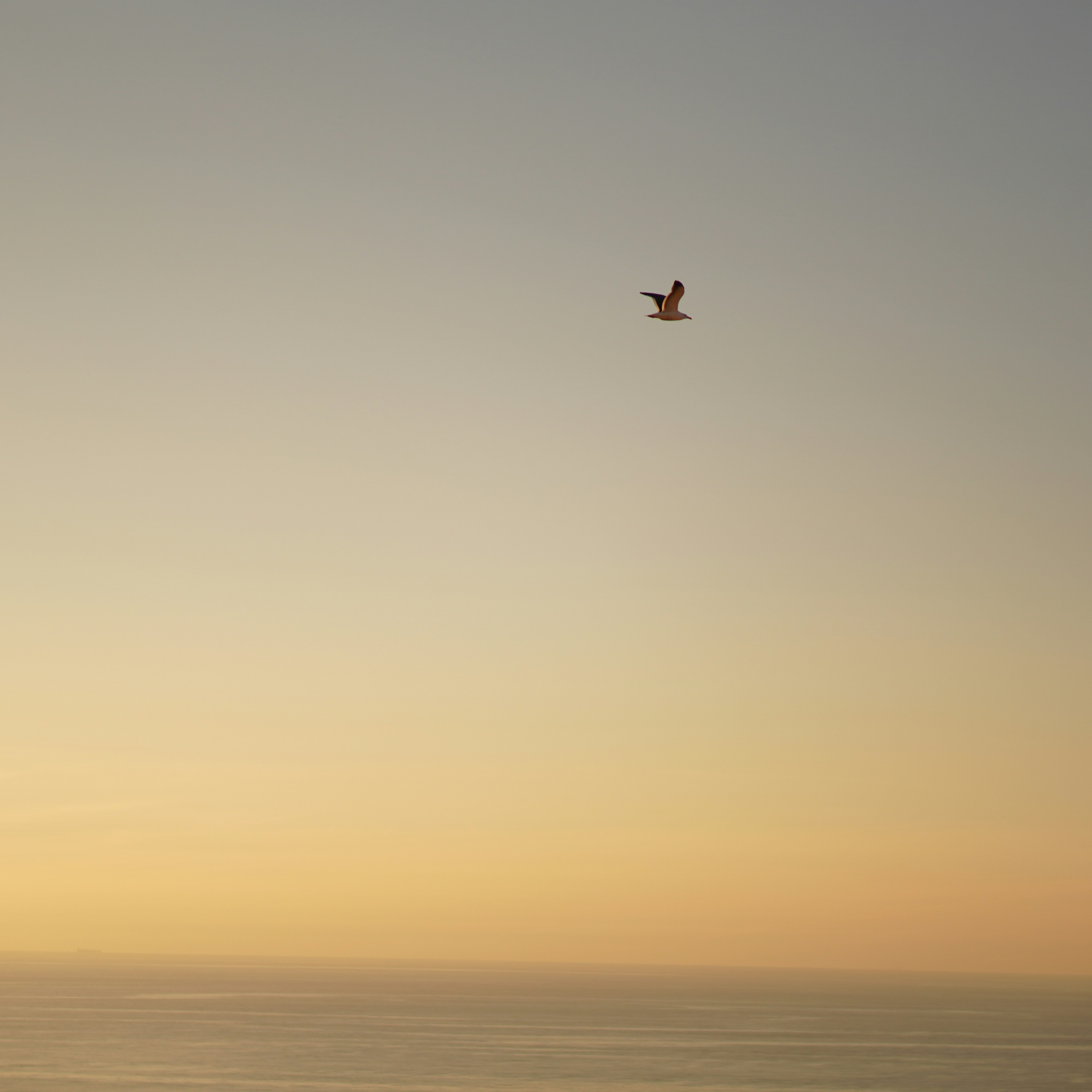 Dawn's Quiet Flight: A lone seabird over a gilded horizon