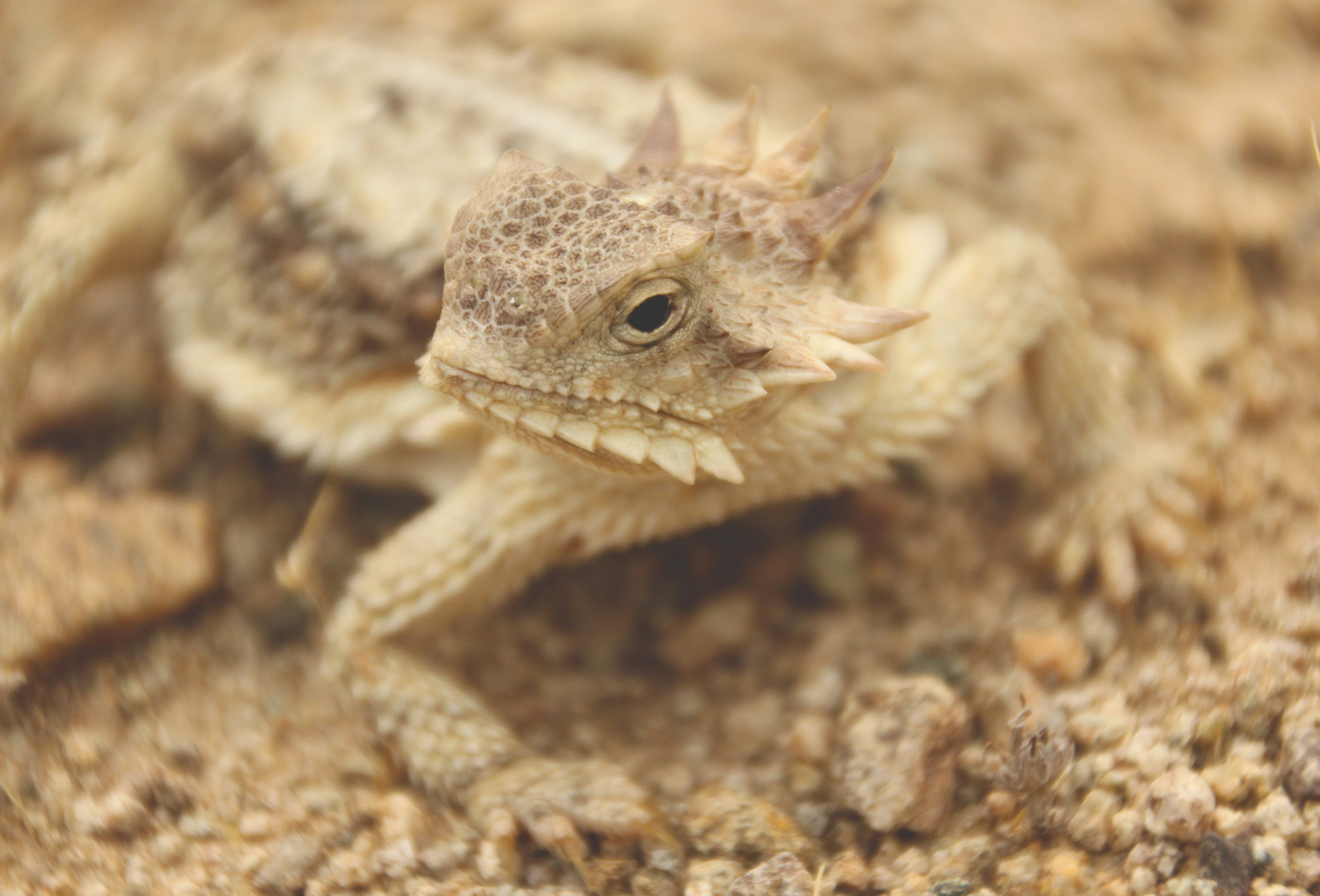 Desert Sentinel: The Watchful Horned Lizard