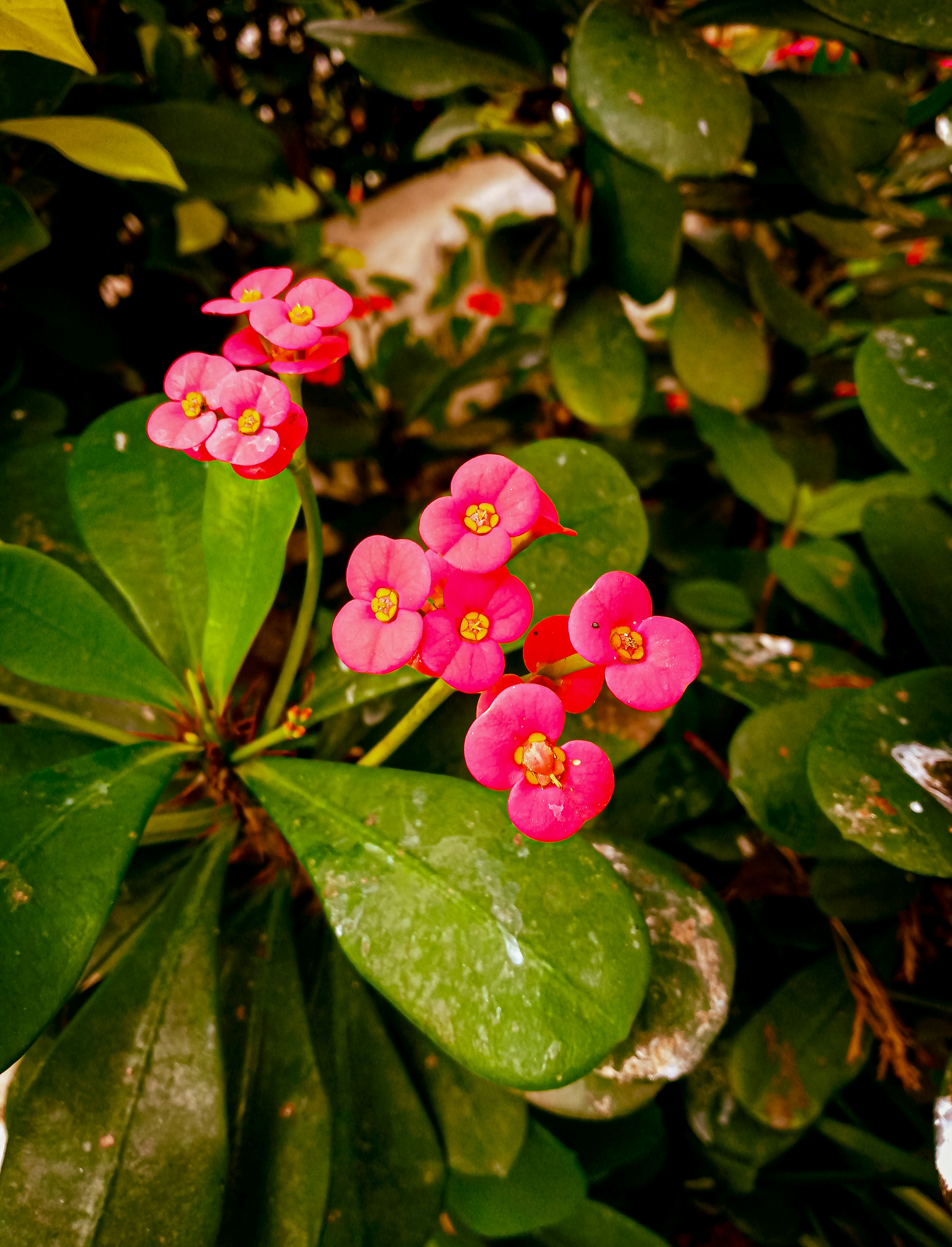 a group of pink flowers on a plant