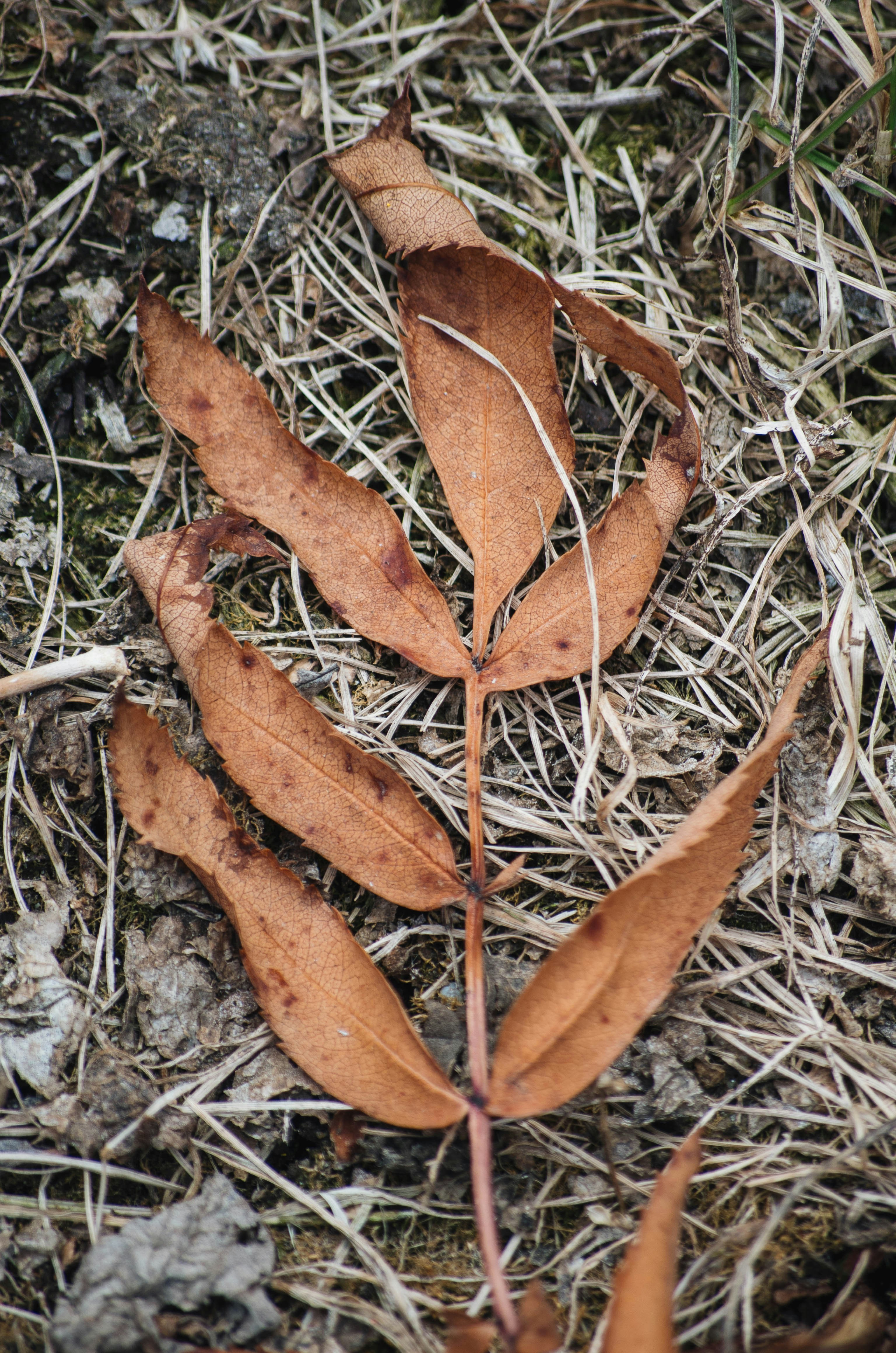 A brown leaf on the ground photo – Free Plant Image on Unsplash