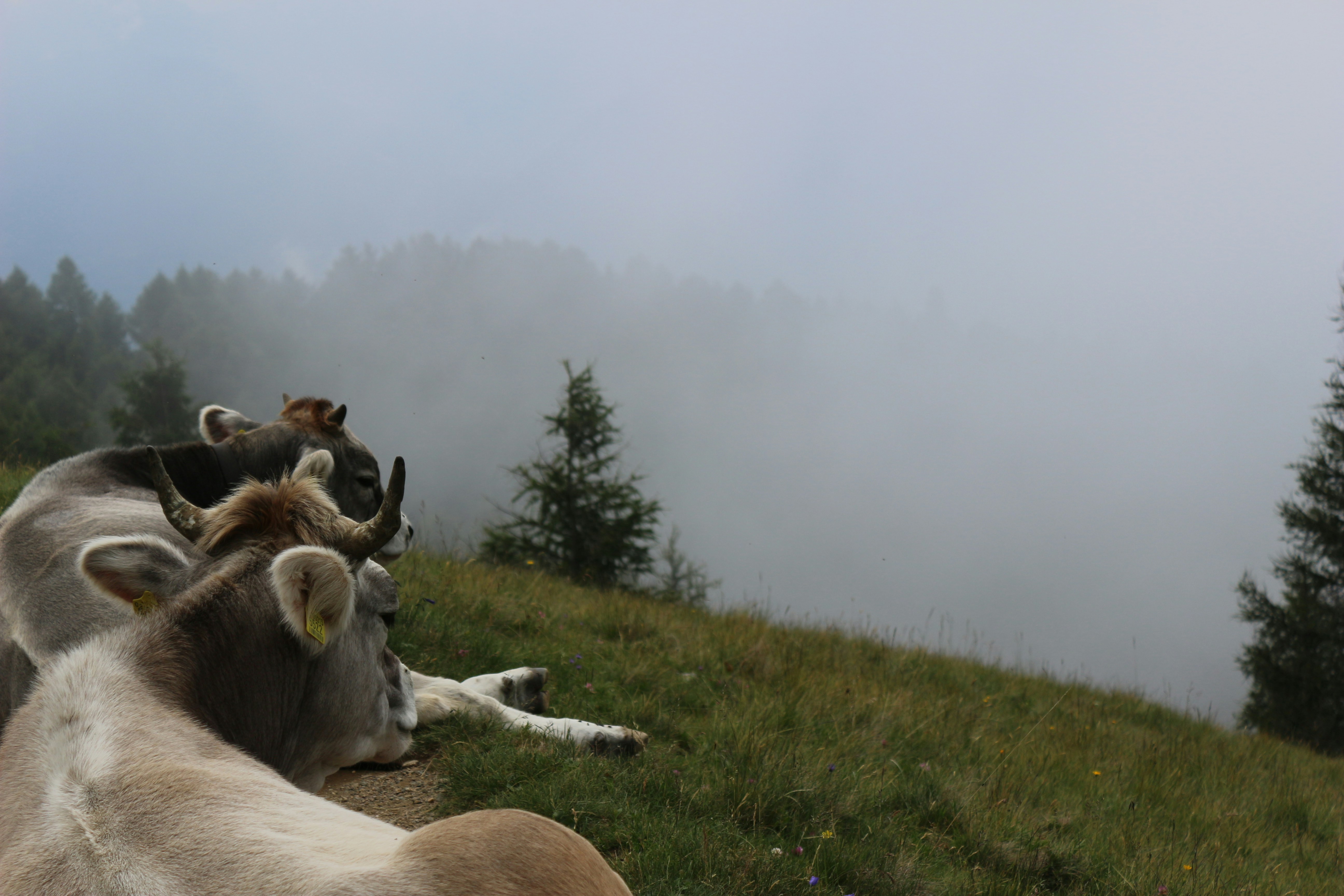 Cows resting on a grassy hillside, surrounded by a foggy landscape and distant trees.