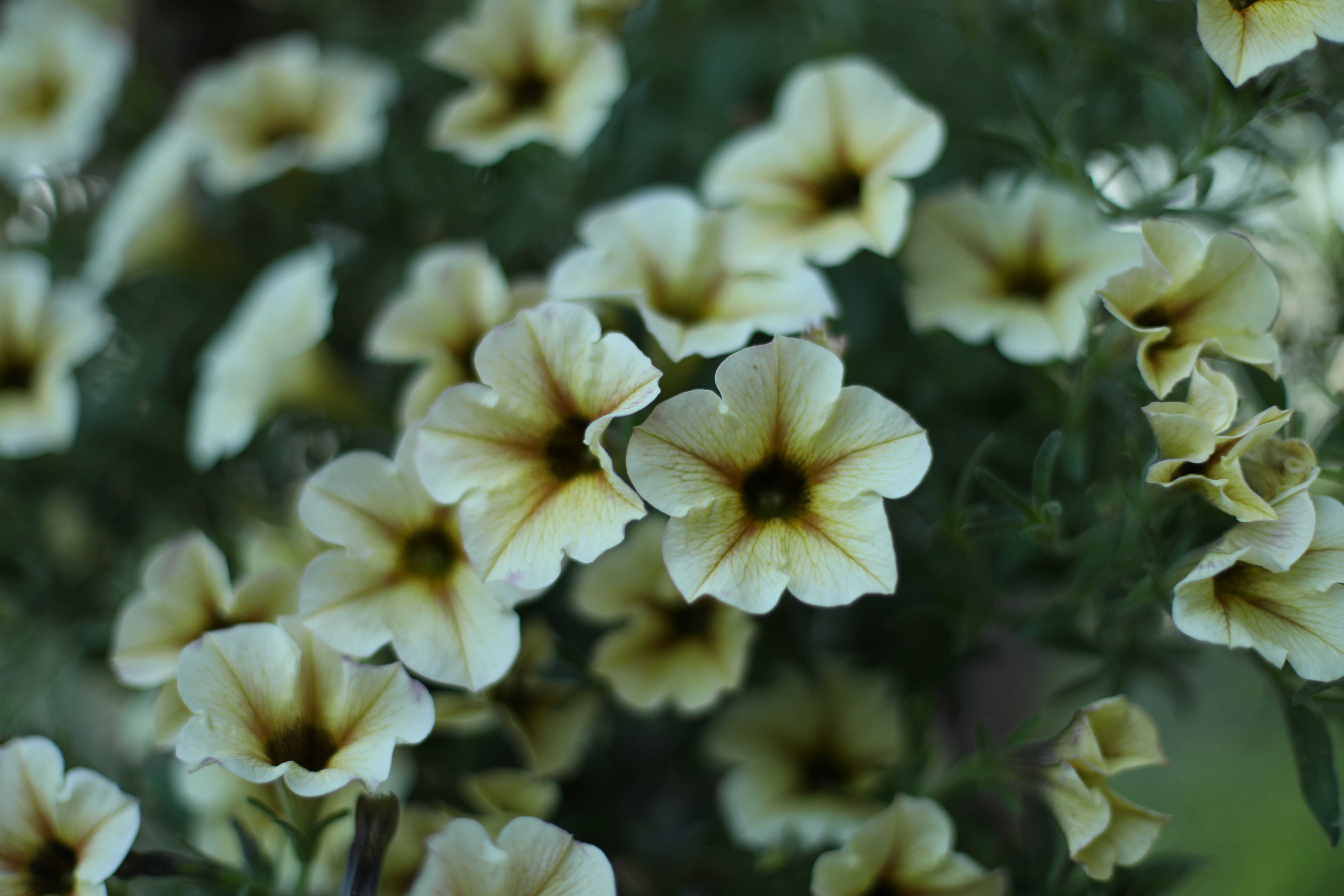Cream-Yellow Petunias in a Soft-Focus Cascade of Blooms
