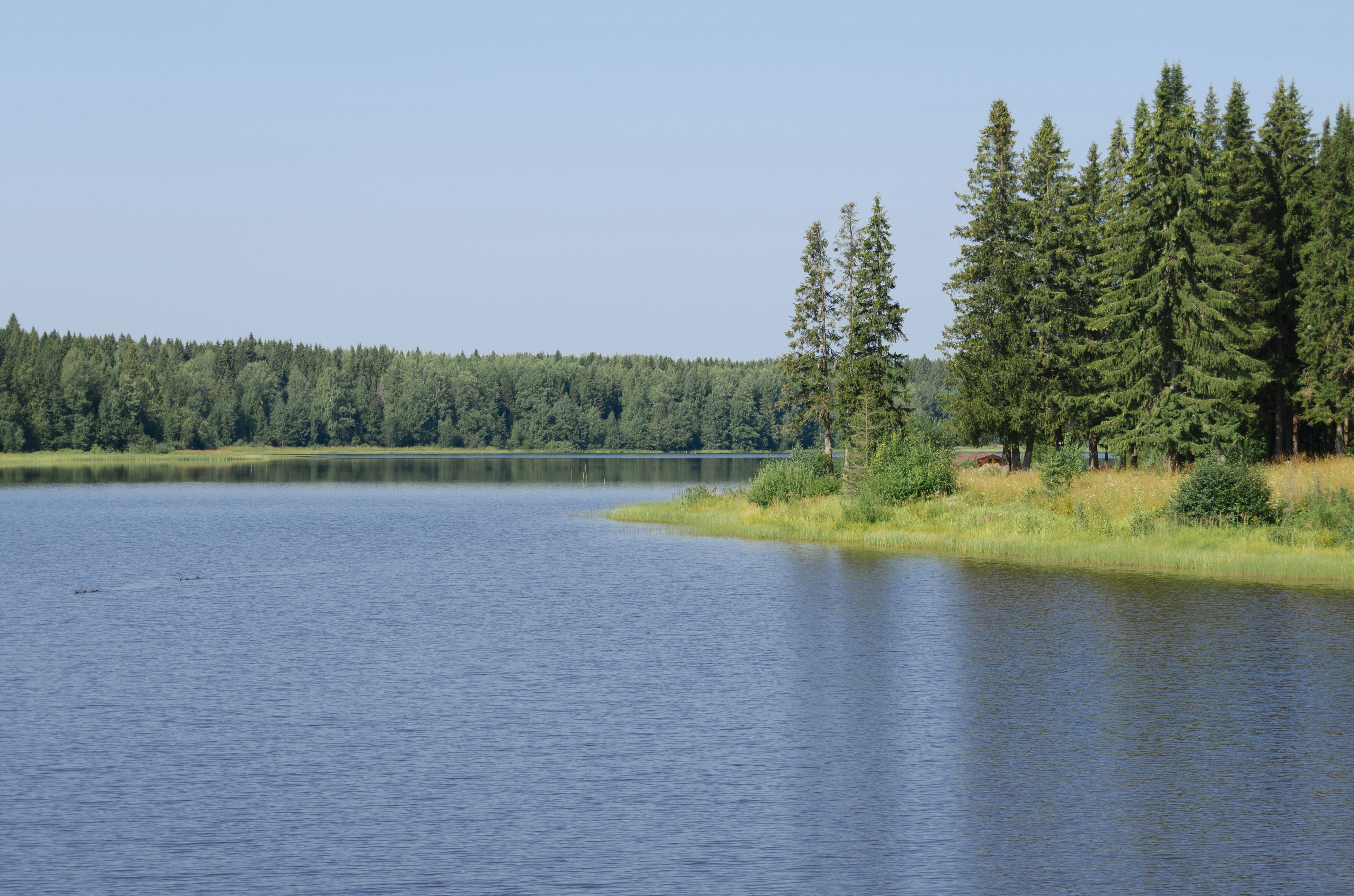 Calm lake bordered by dense evergreen trees under a clear blue sky.