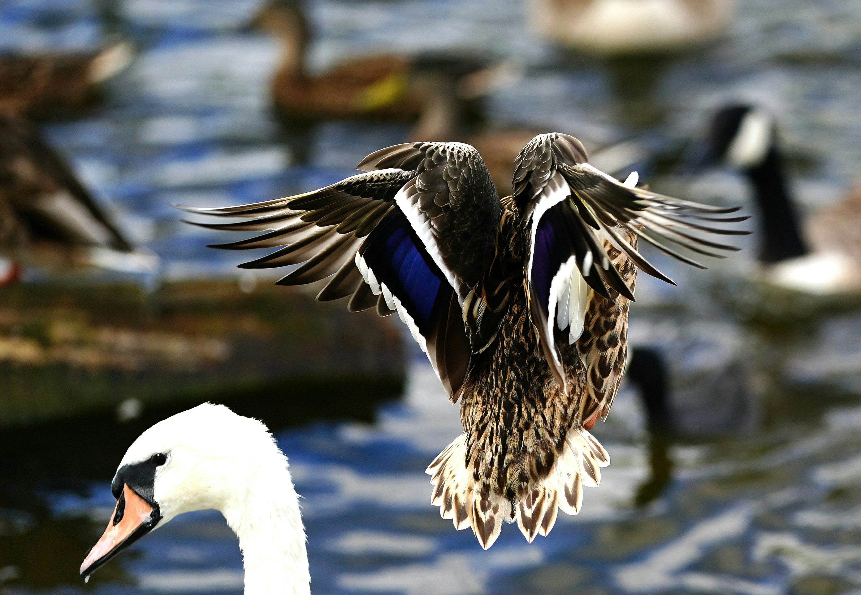 Winged Crescendo over the Pond: Swan with Wings Fully Spread