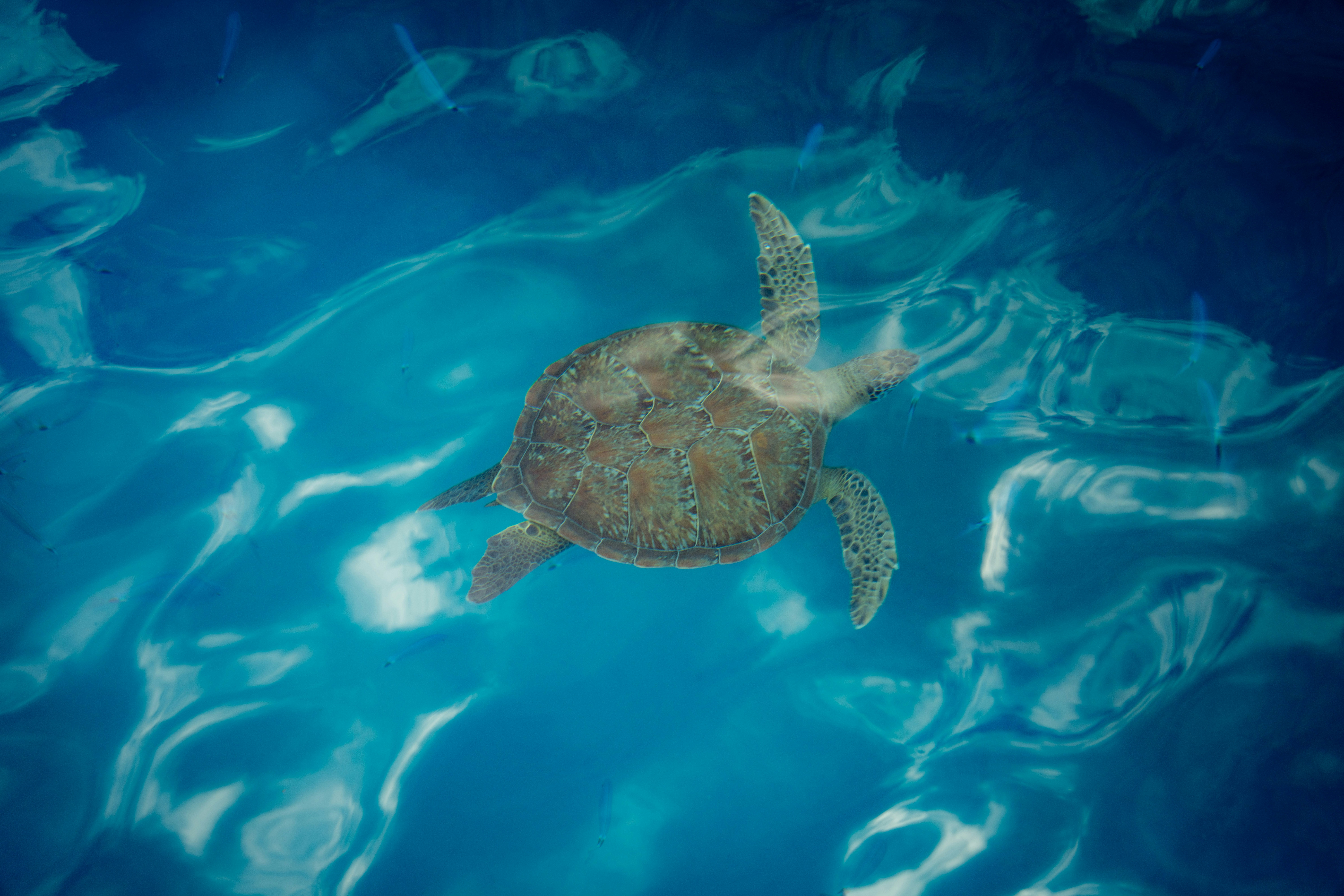 Summer landscape with mountain pine on a rock by the sea in Turkey
