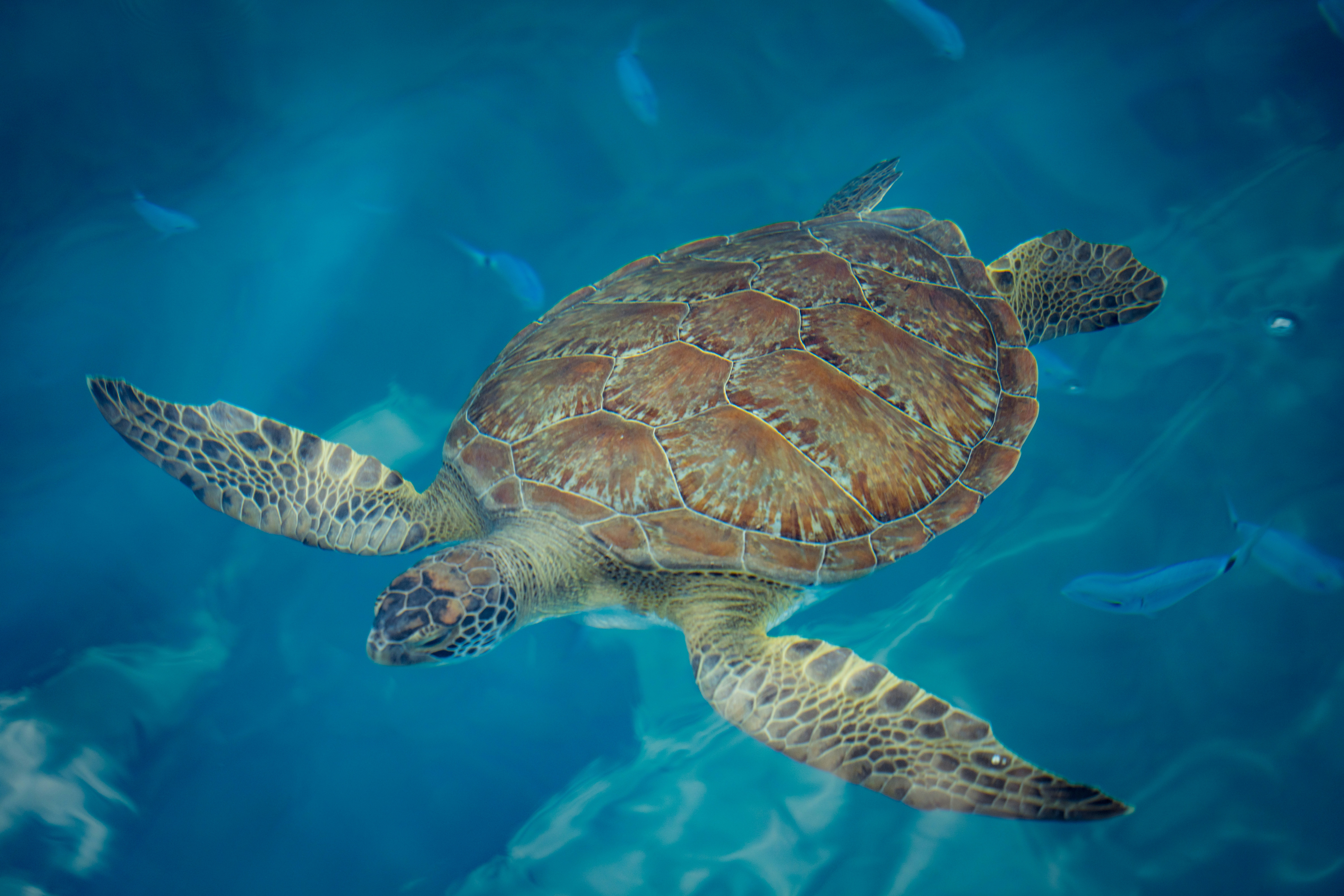 A turtle swimming in water photo – Free Turkey Image on Unsplash