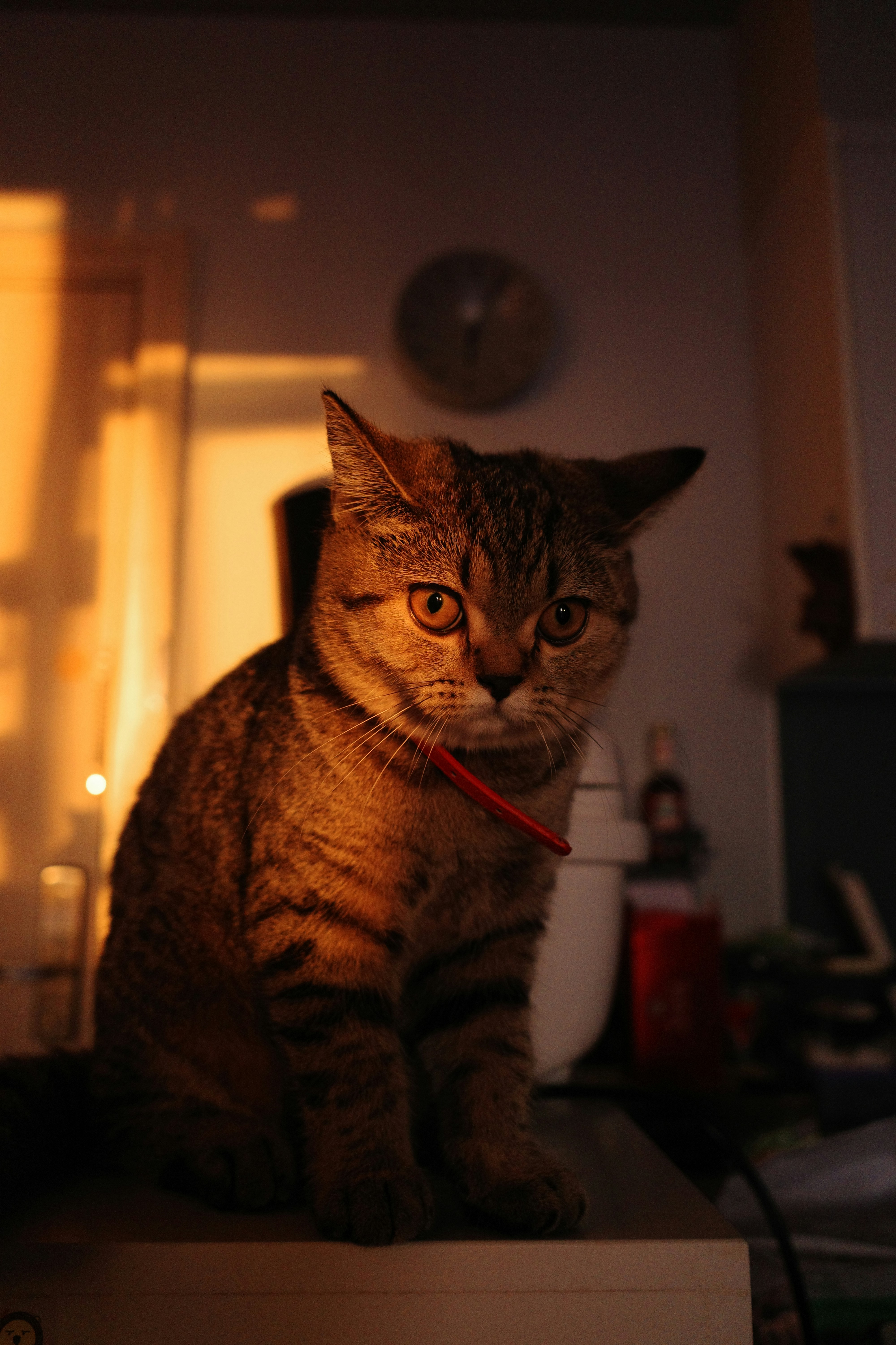 Un chat assis sur une table photo – Image gratuite de Ho Chi Minh sur ...