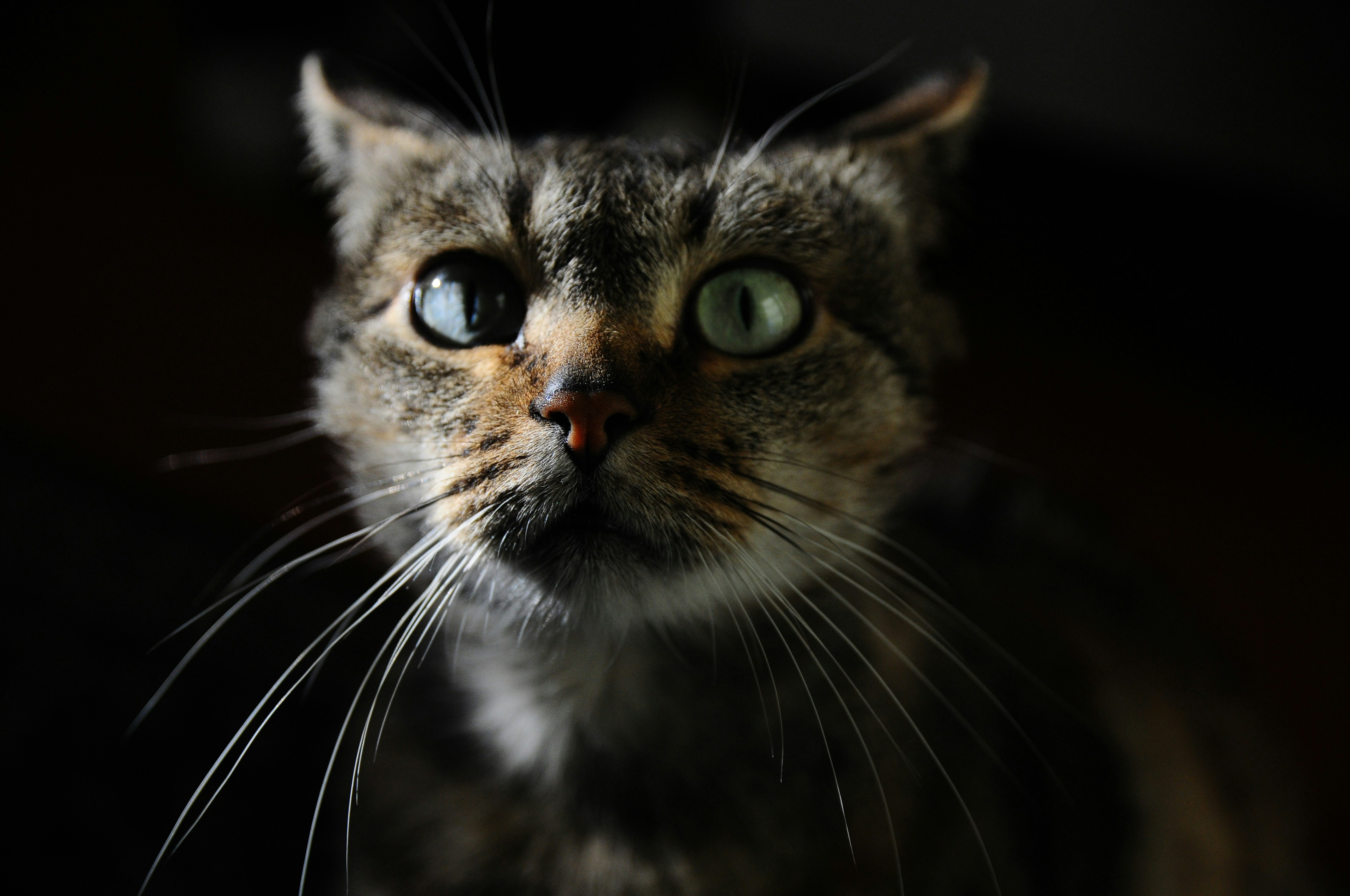 500+ photos de profil de chat [HQ] | Télécharger des images gratuites ...