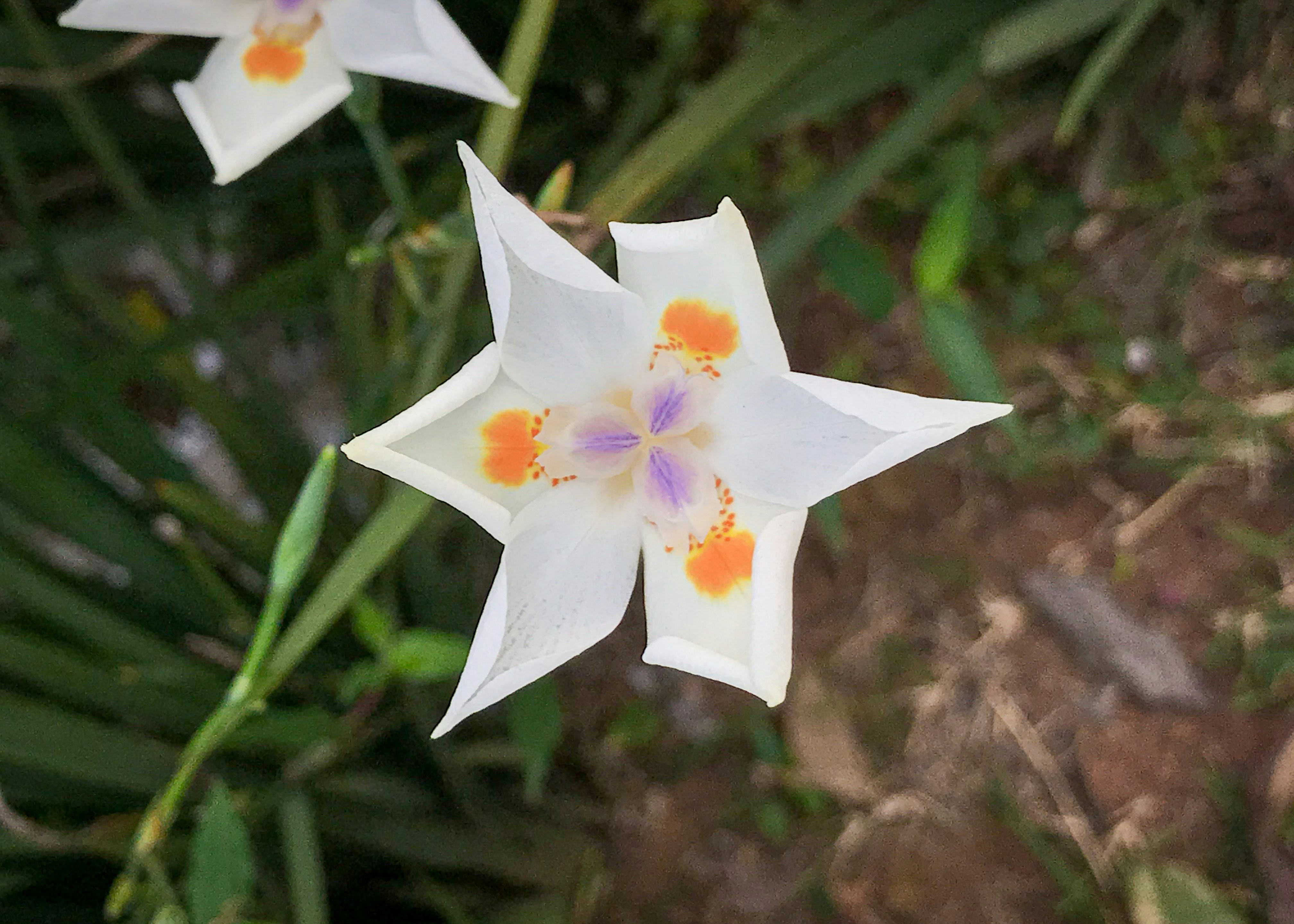 Starflower in Focus: A White, Lavender-Centered Star with Orange Freckles