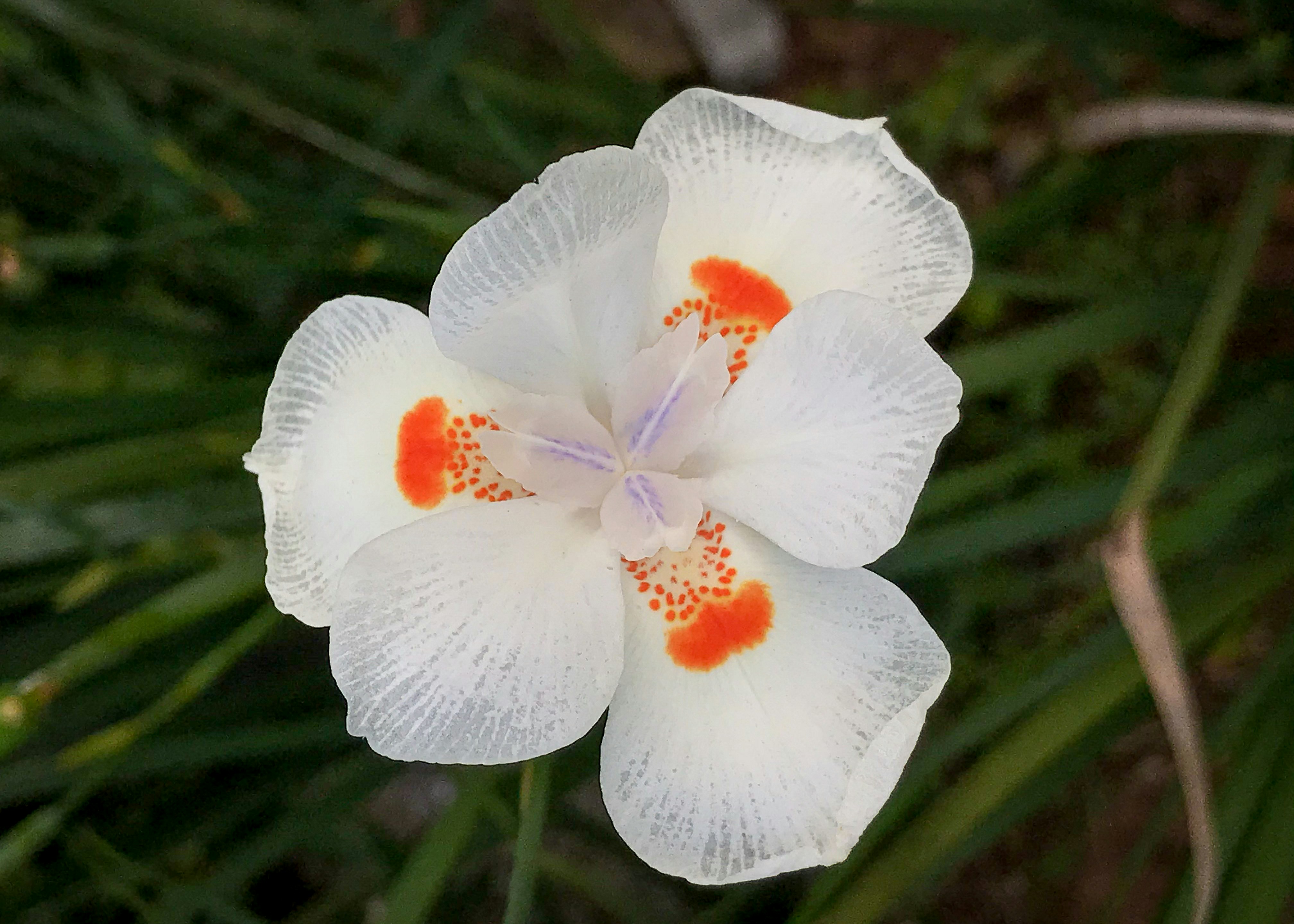 A white flower with red spots photo – Free Brazil Image on Unsplash