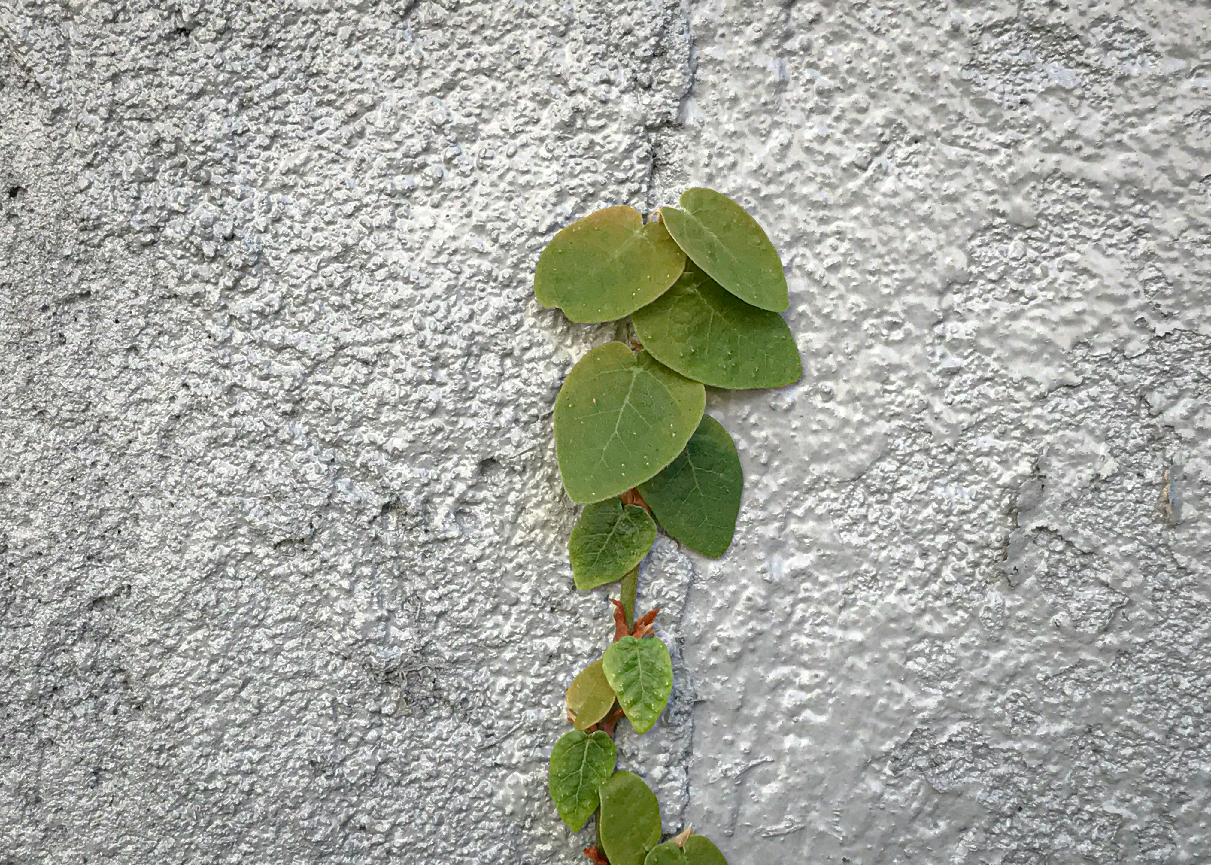Emerald Vines Ascend a Weathered Wall