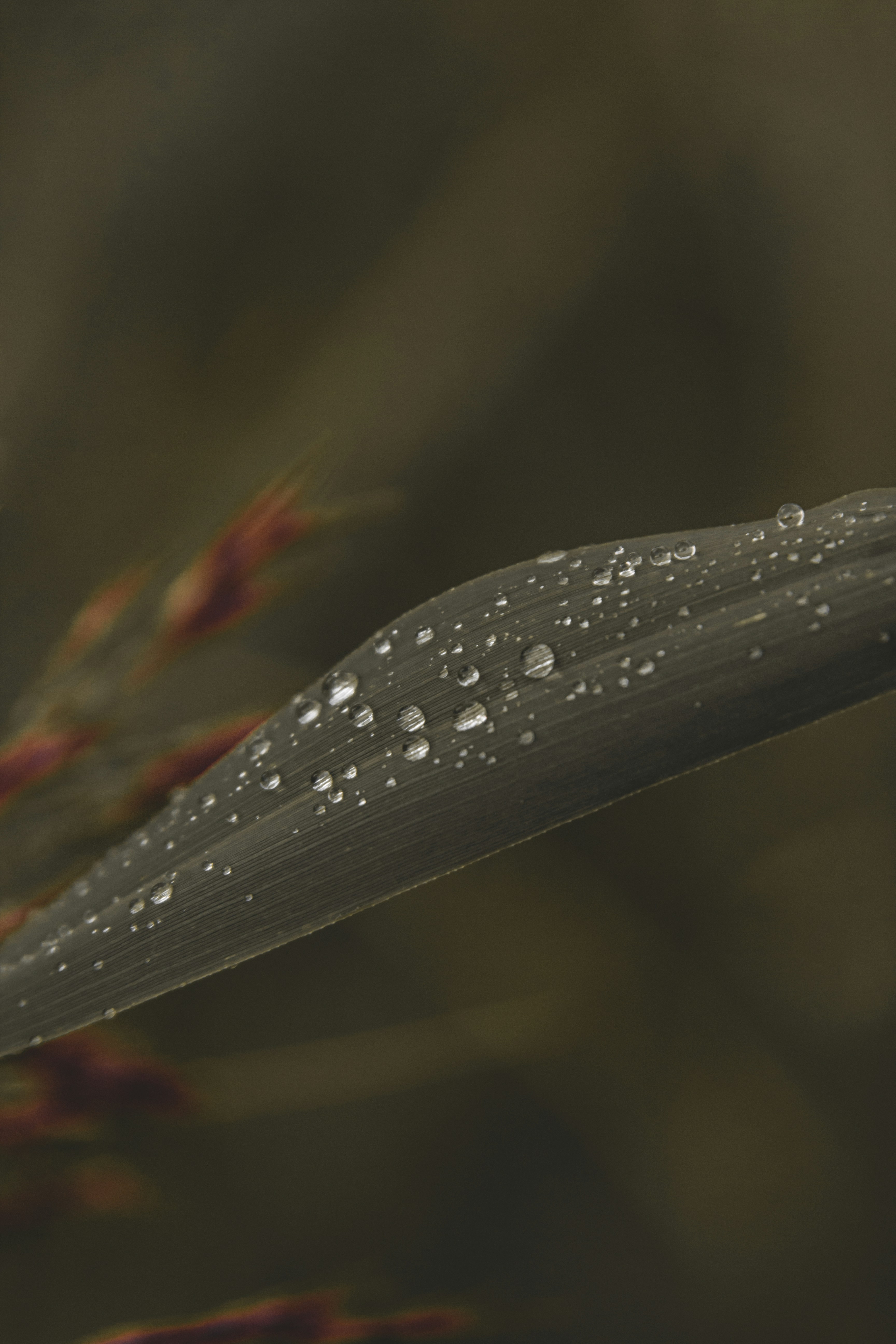 Photo by Sam Badmaeva with Canon EOS 550D