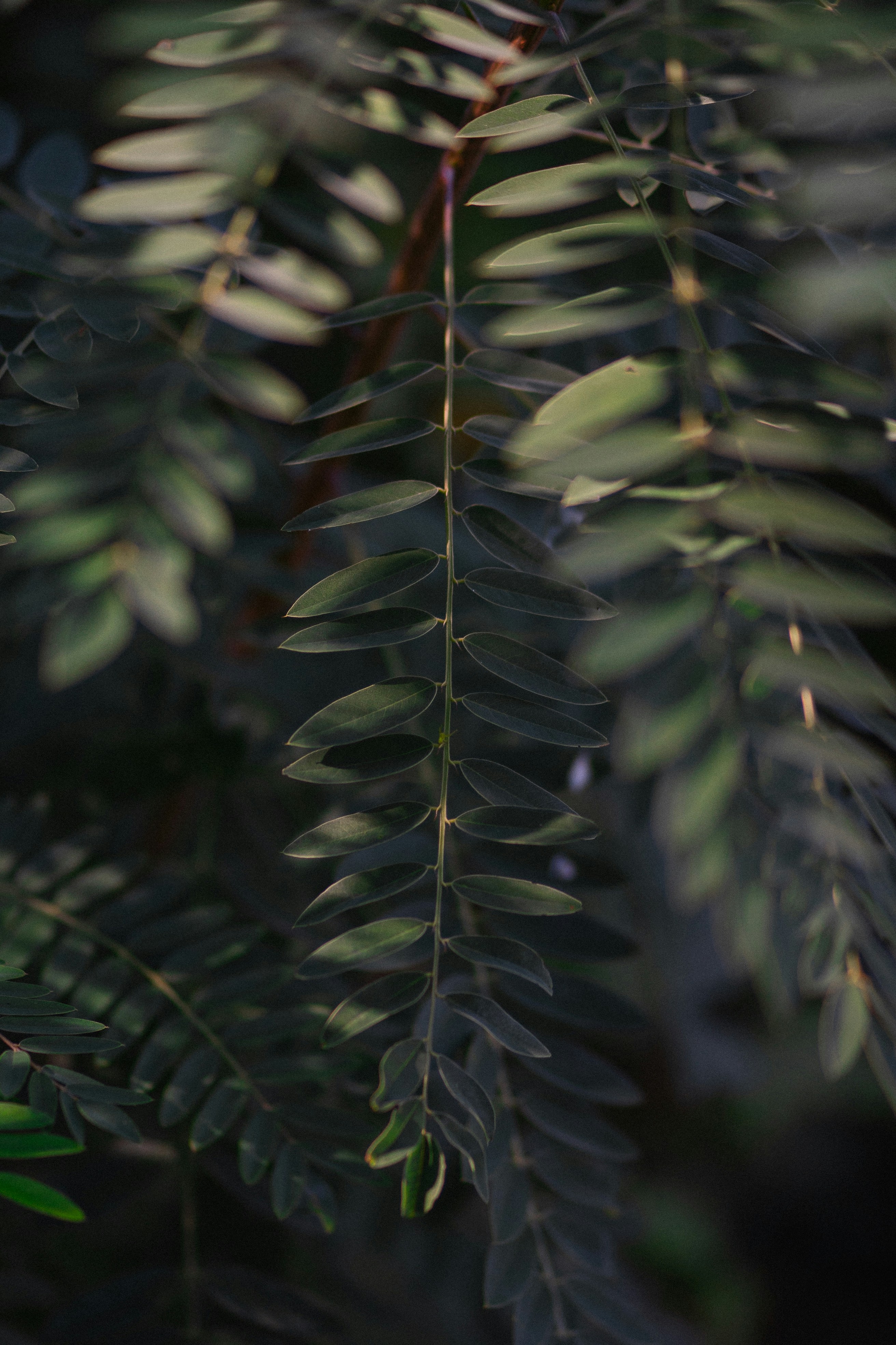 a close-up of a plant
