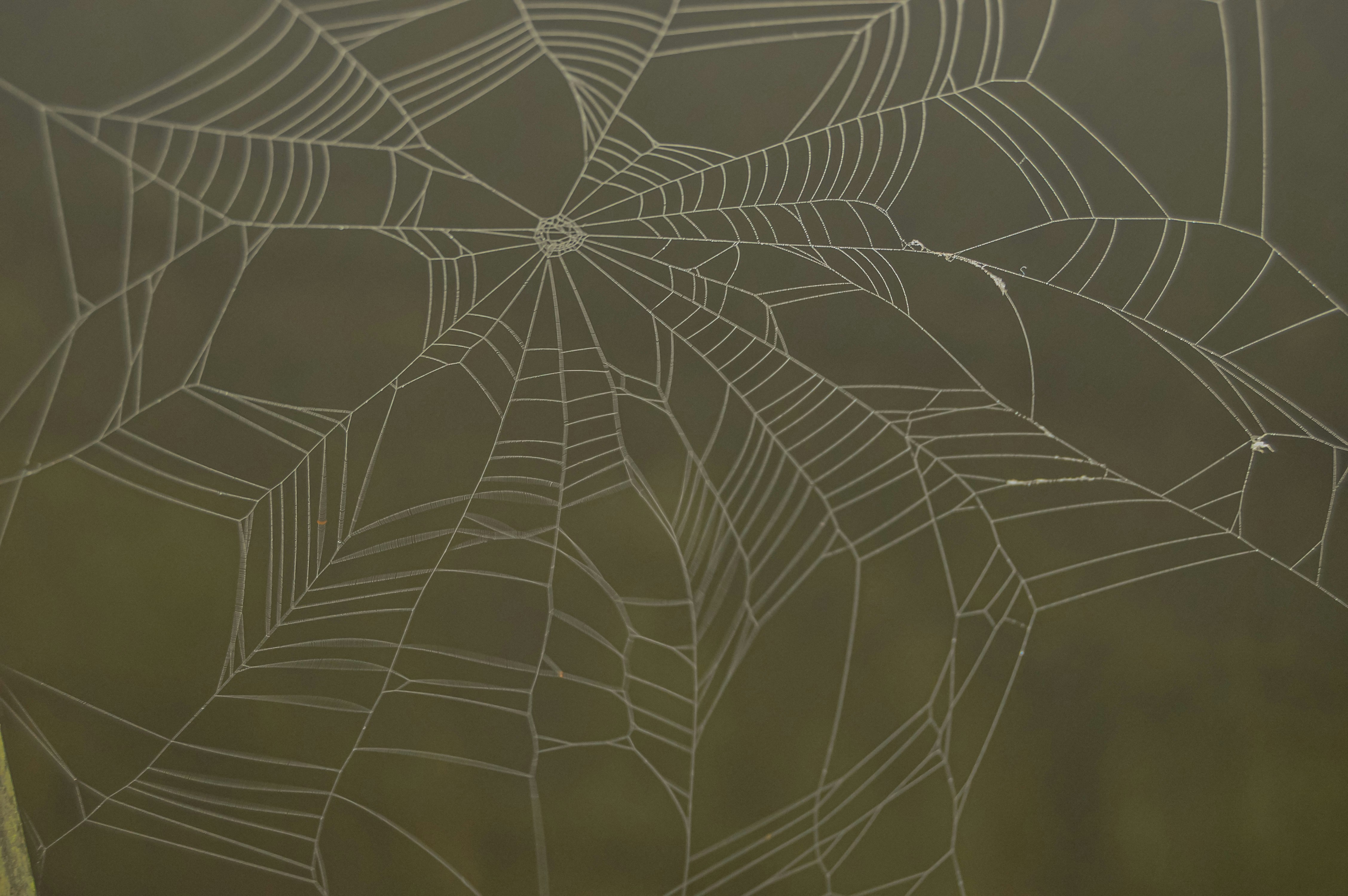 Spiderweb 