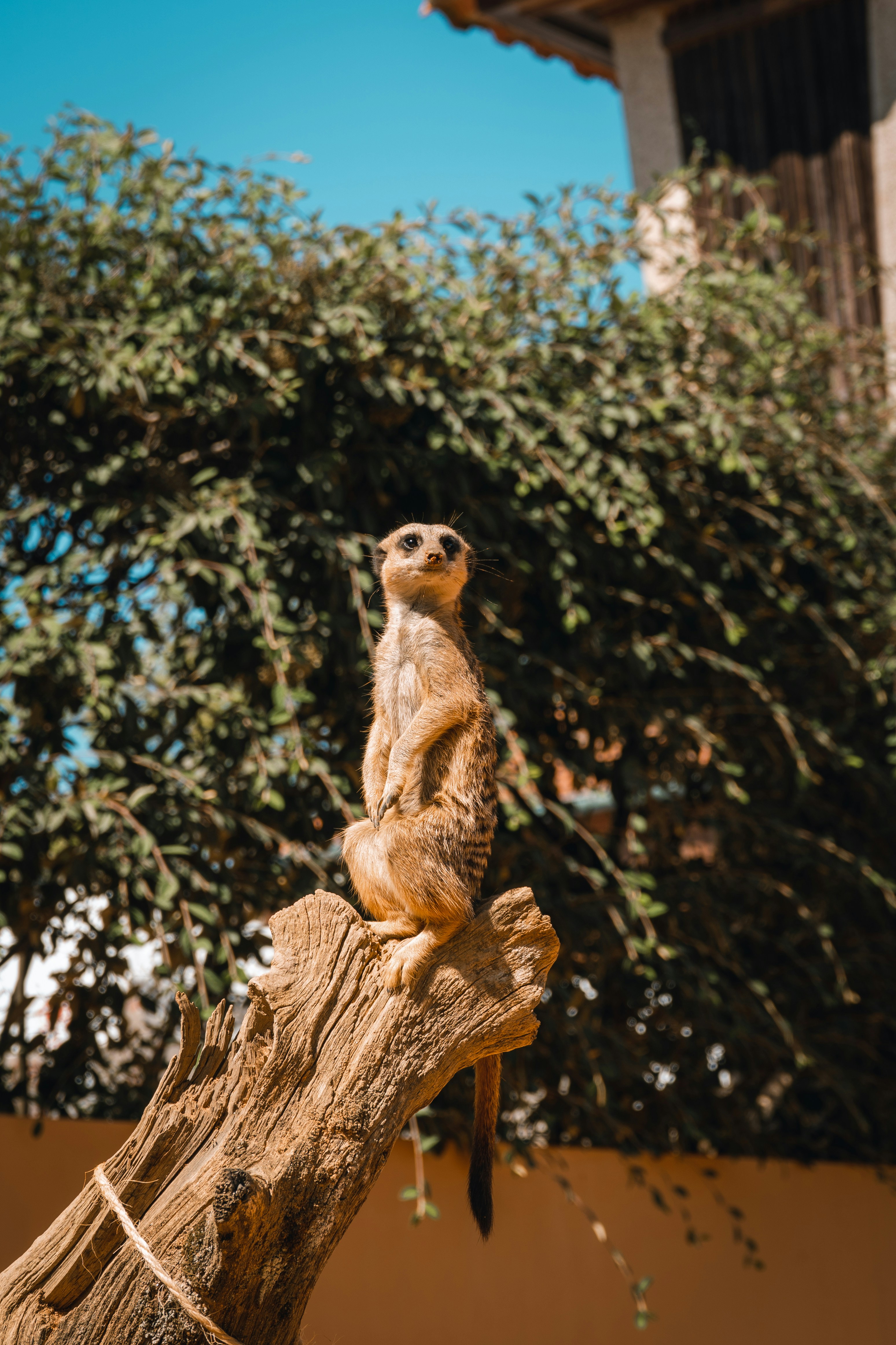A small animal on a branch photo – Free Portugal Image on Unsplash