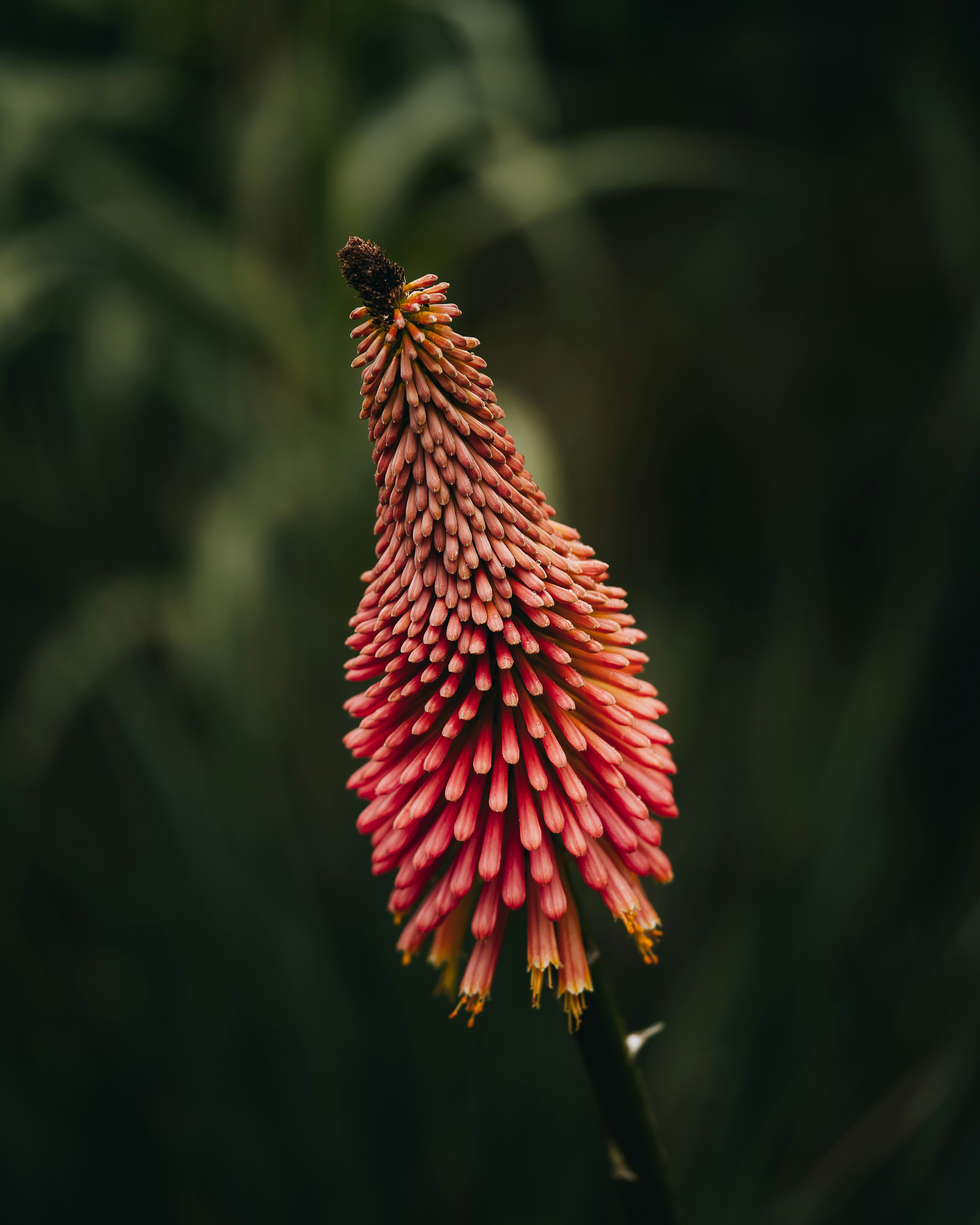 a close up of a flower