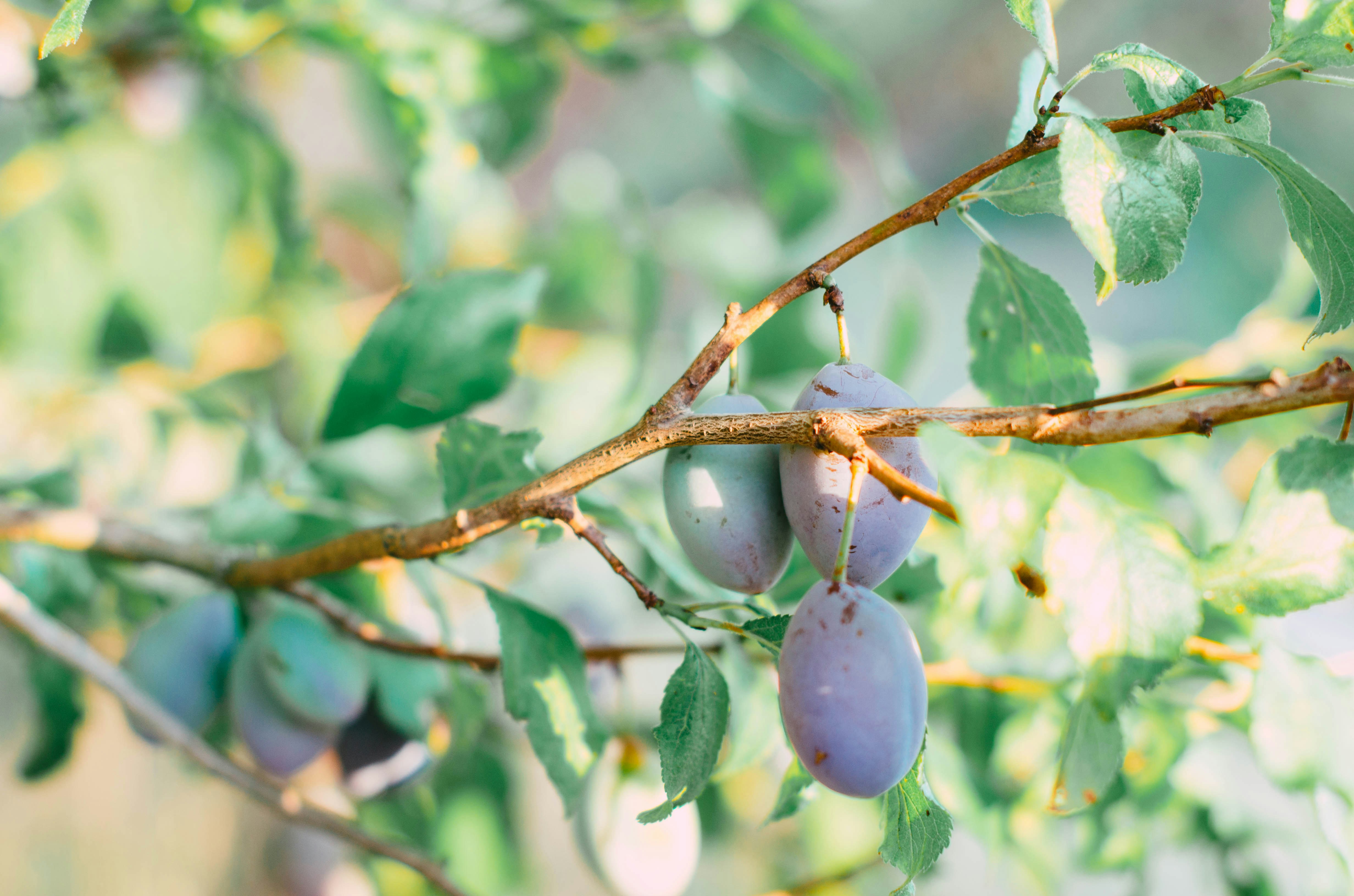 Un arbre avec des fruits qui poussent dessus photo – Photo Fruit ...