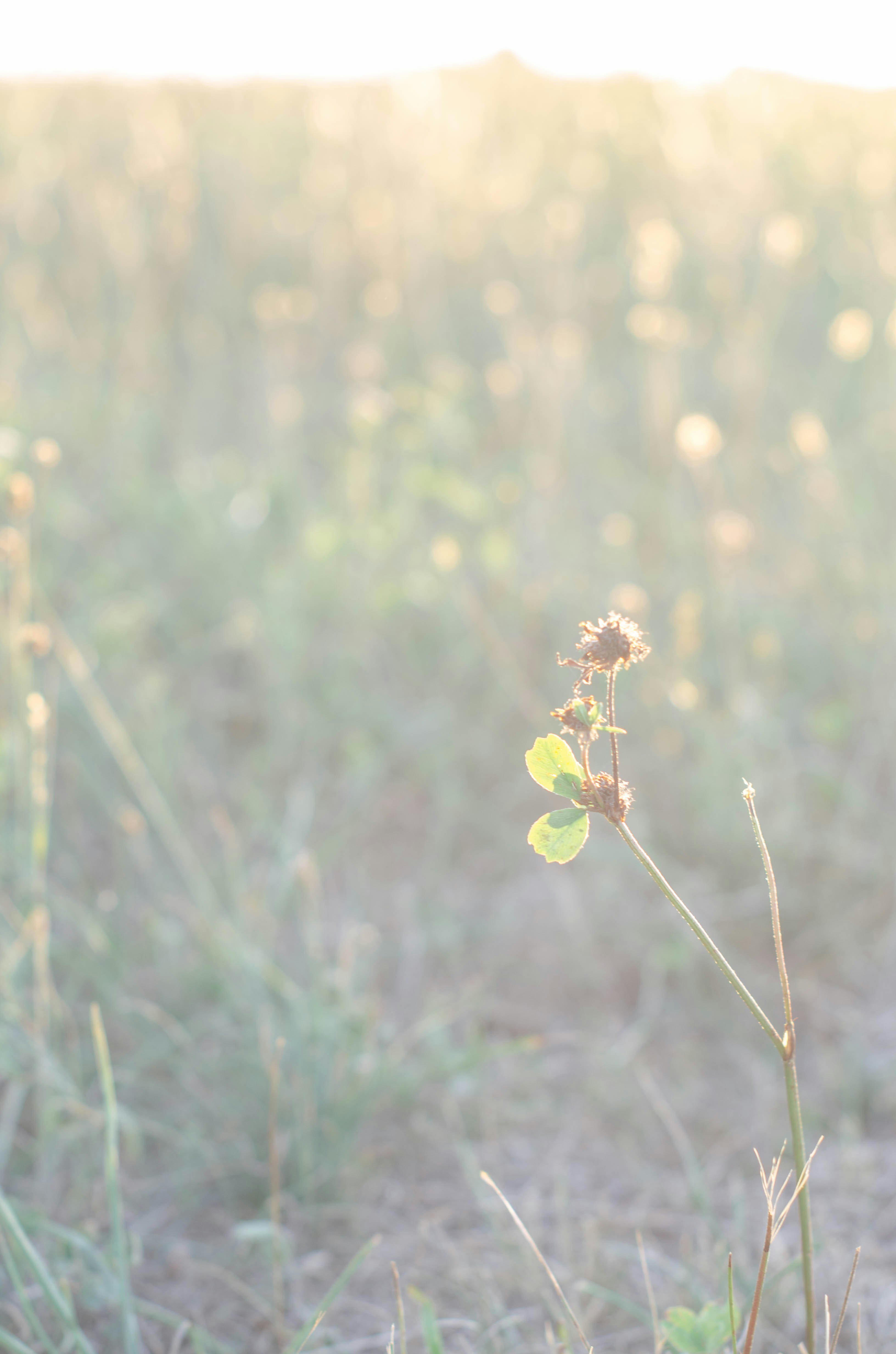 Backlit Lone Stem in a Soft Meadow Glow